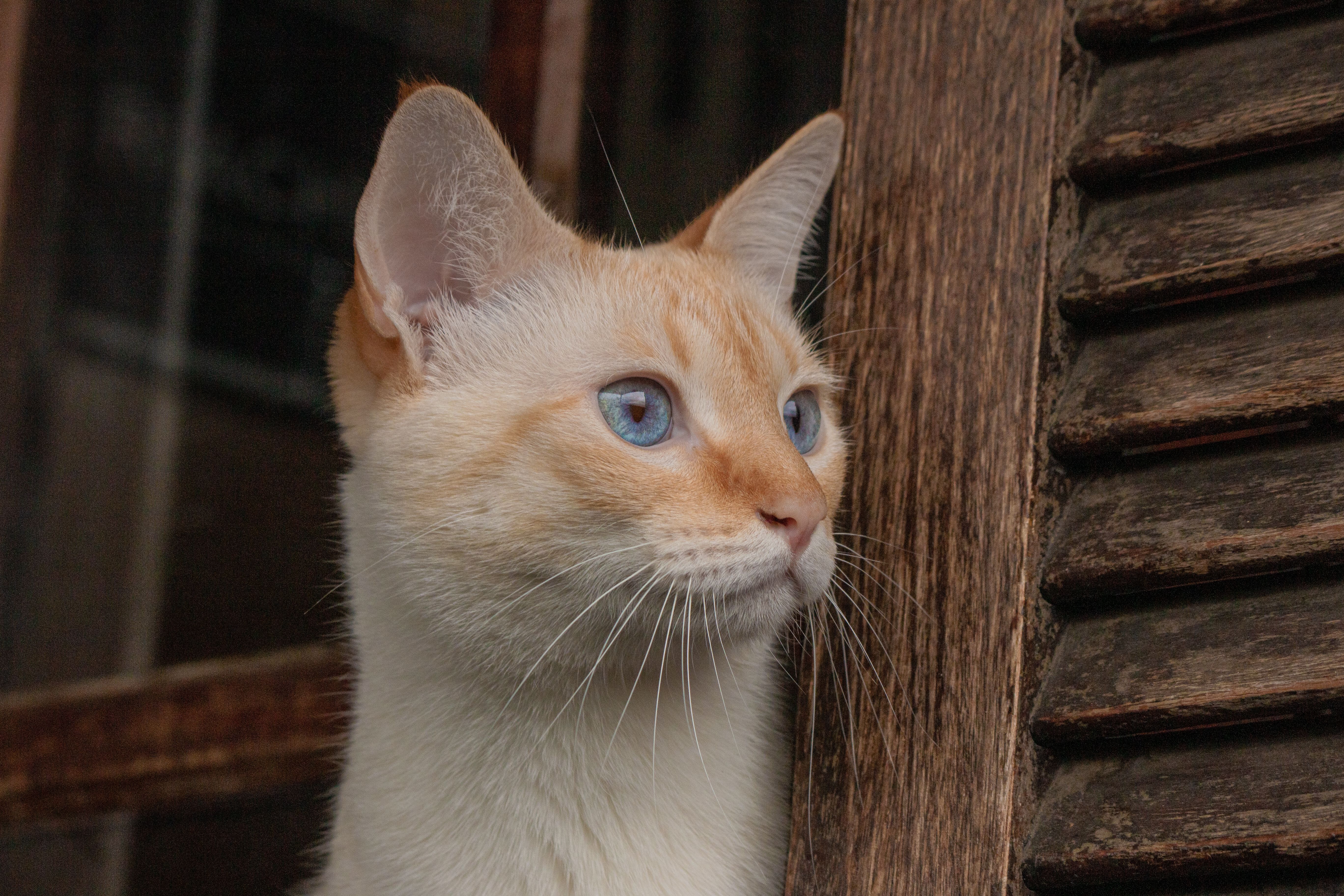Foto gratuita di #interno, amico felino, animale da compagnia, animale ...