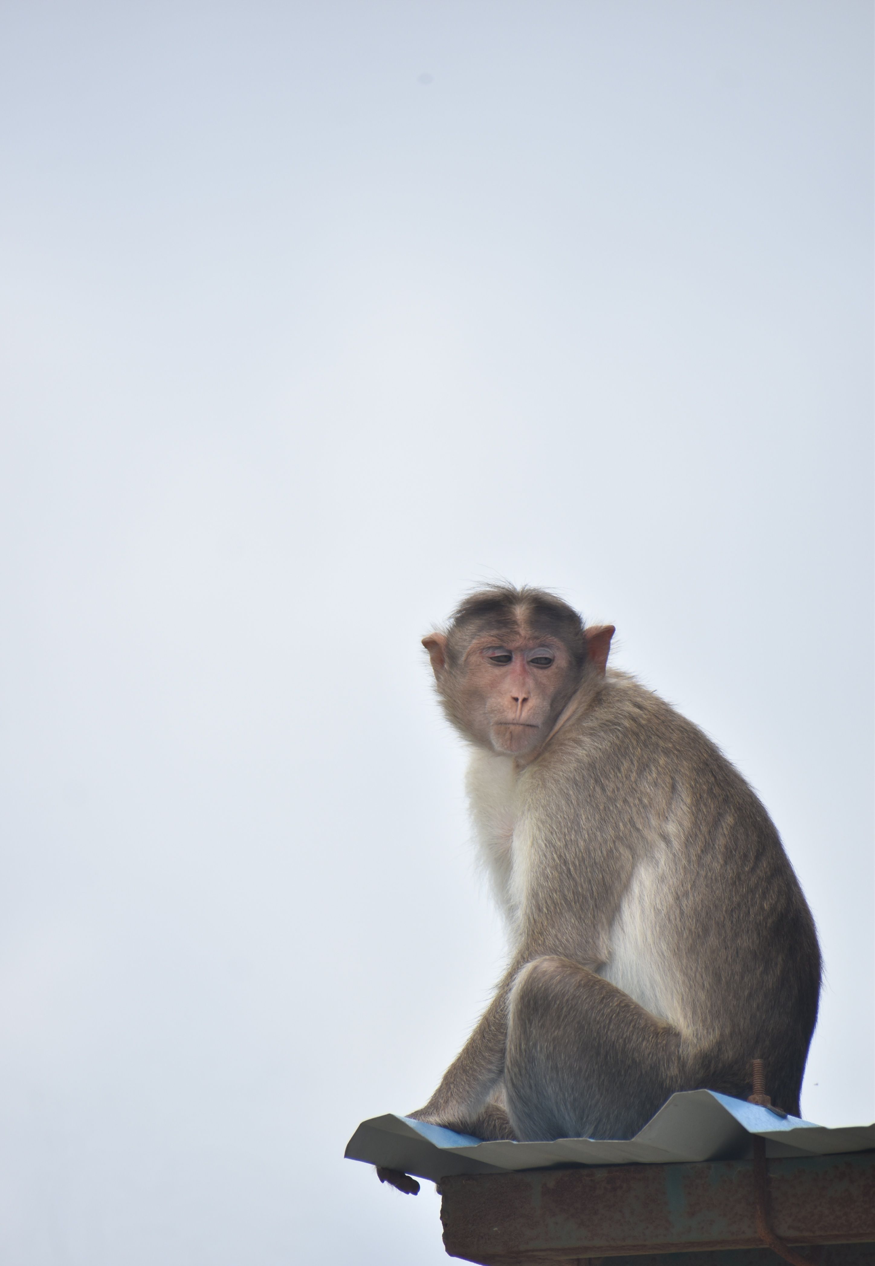 Photo of Sitting and Hugging Monkeys · Free Stock Photo