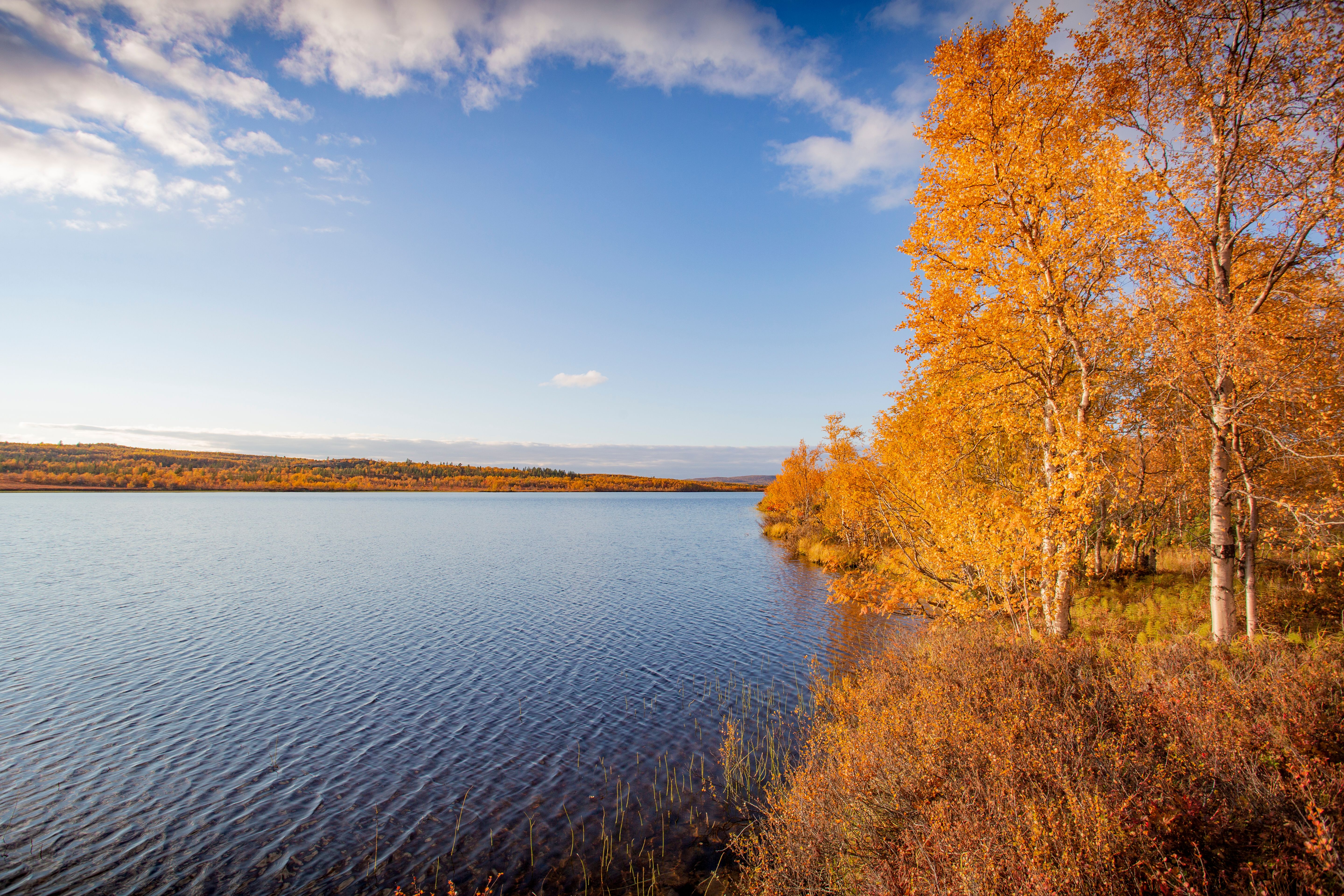 River Surrounded By Trees · Free Stock Photo