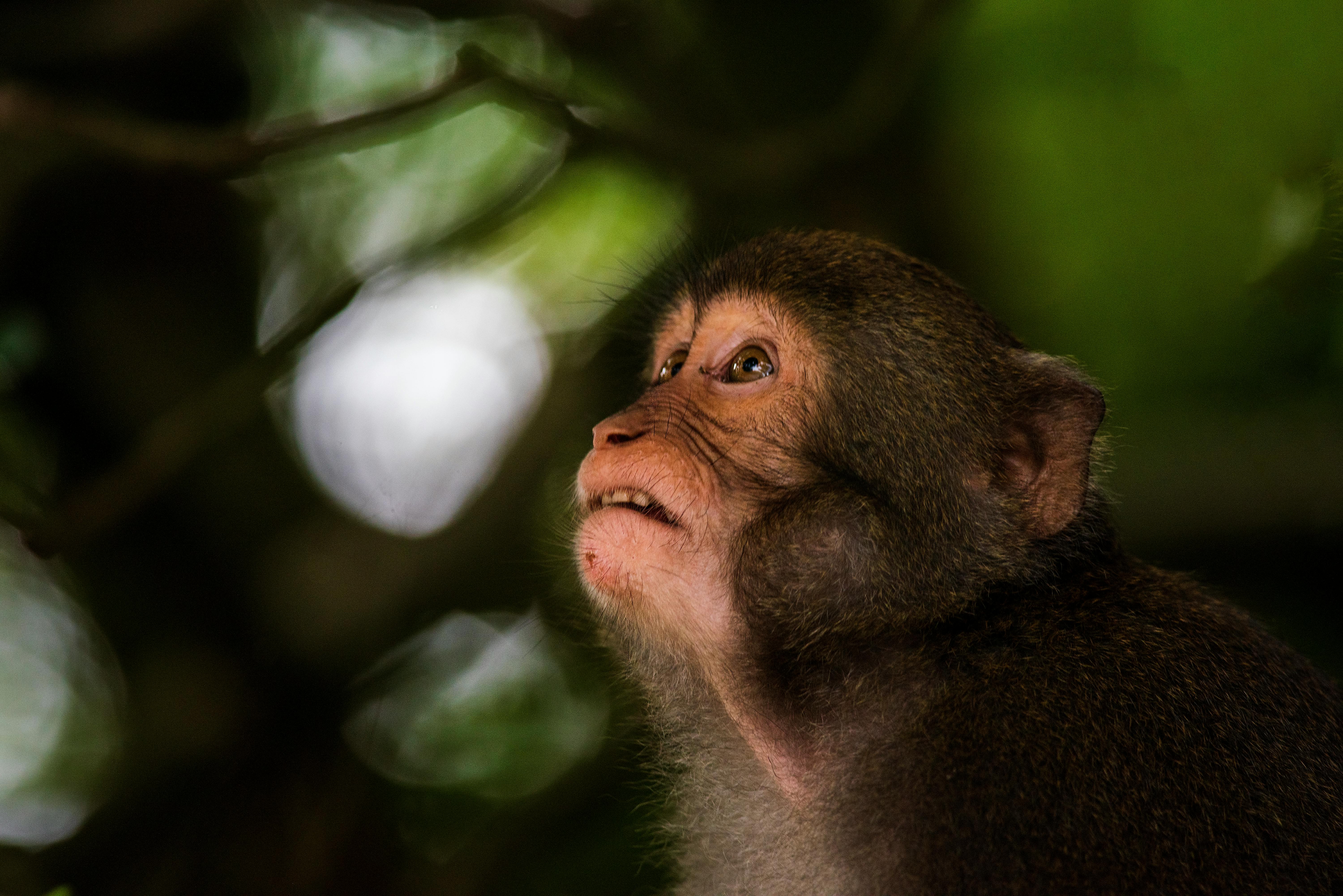 A Monkey Looking Up · Free Stock Photo
