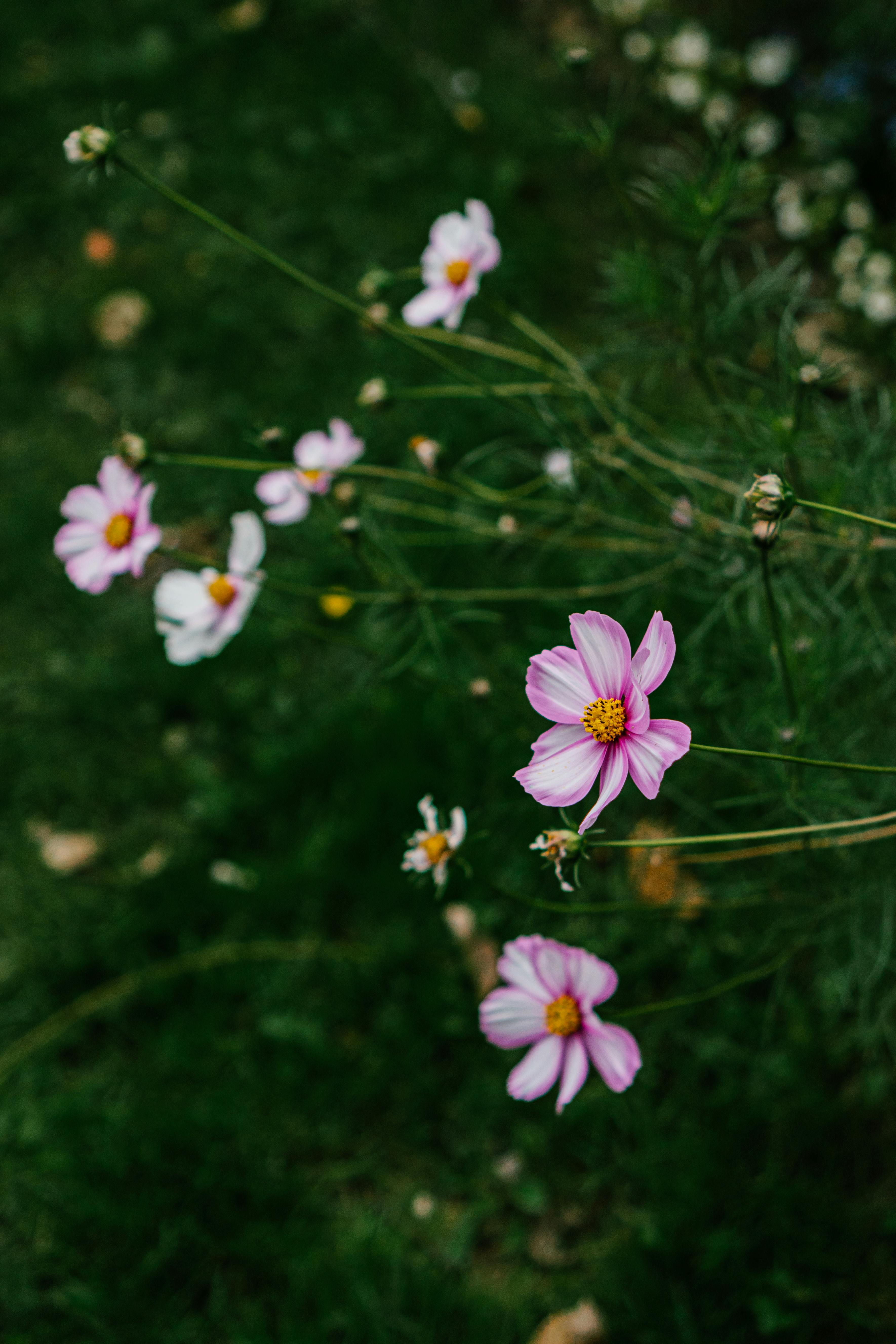 Cosmos Flowers in Bloom · Free Stock Photo
