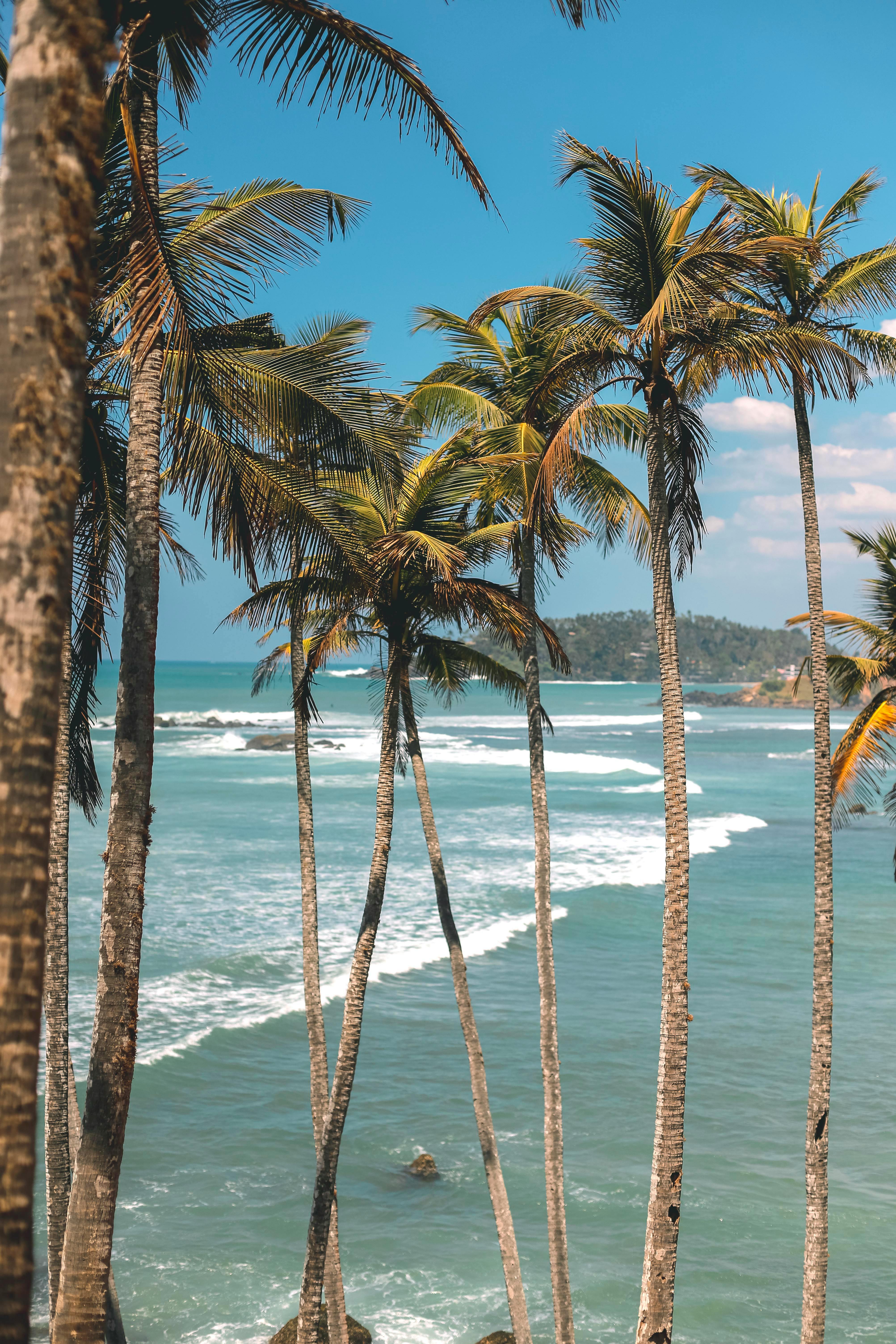 Coconut Trees Near the Sea · Free Stock Photo