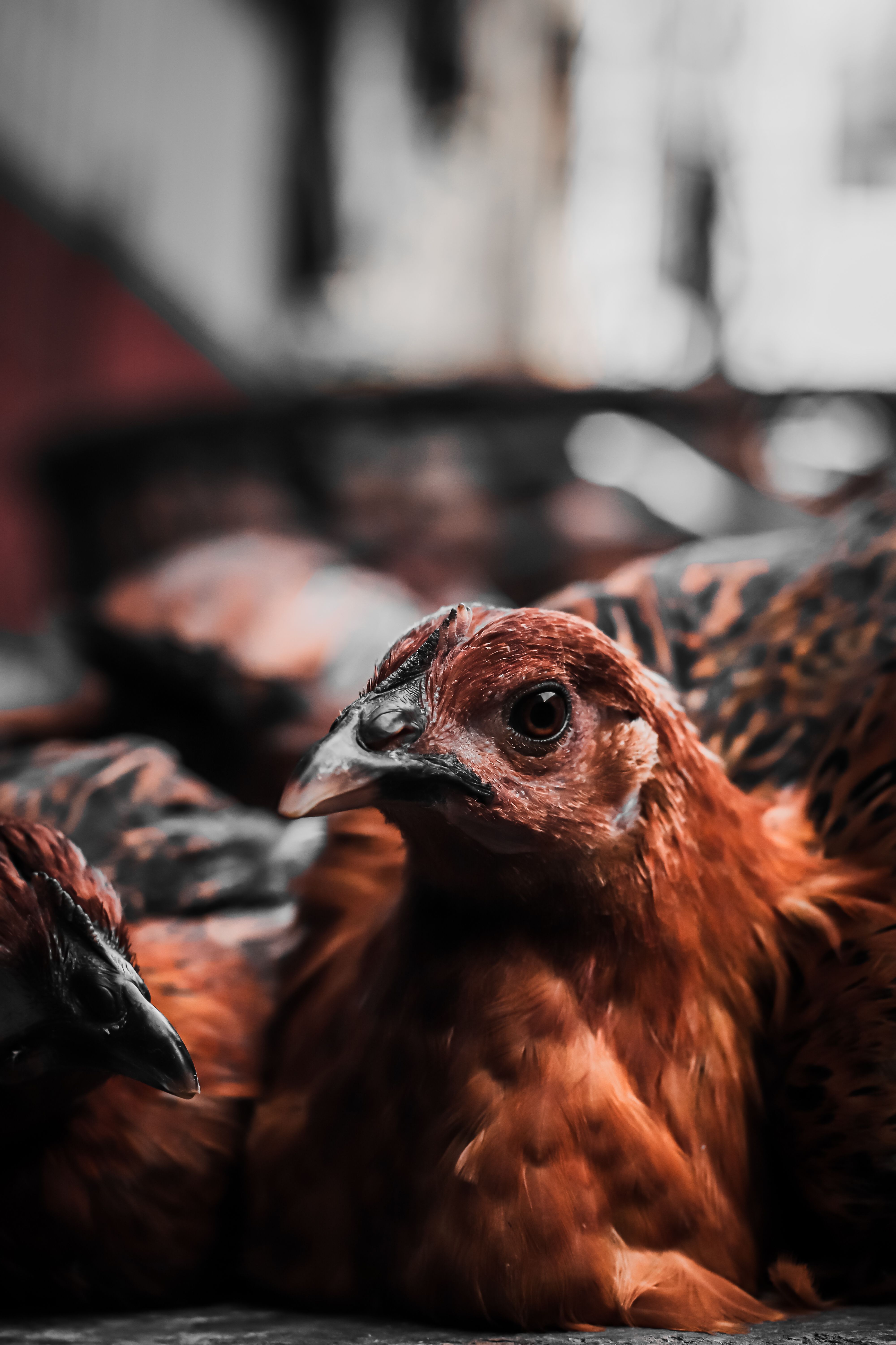 Close Up Photo of a Chicken · Free Stock Photo