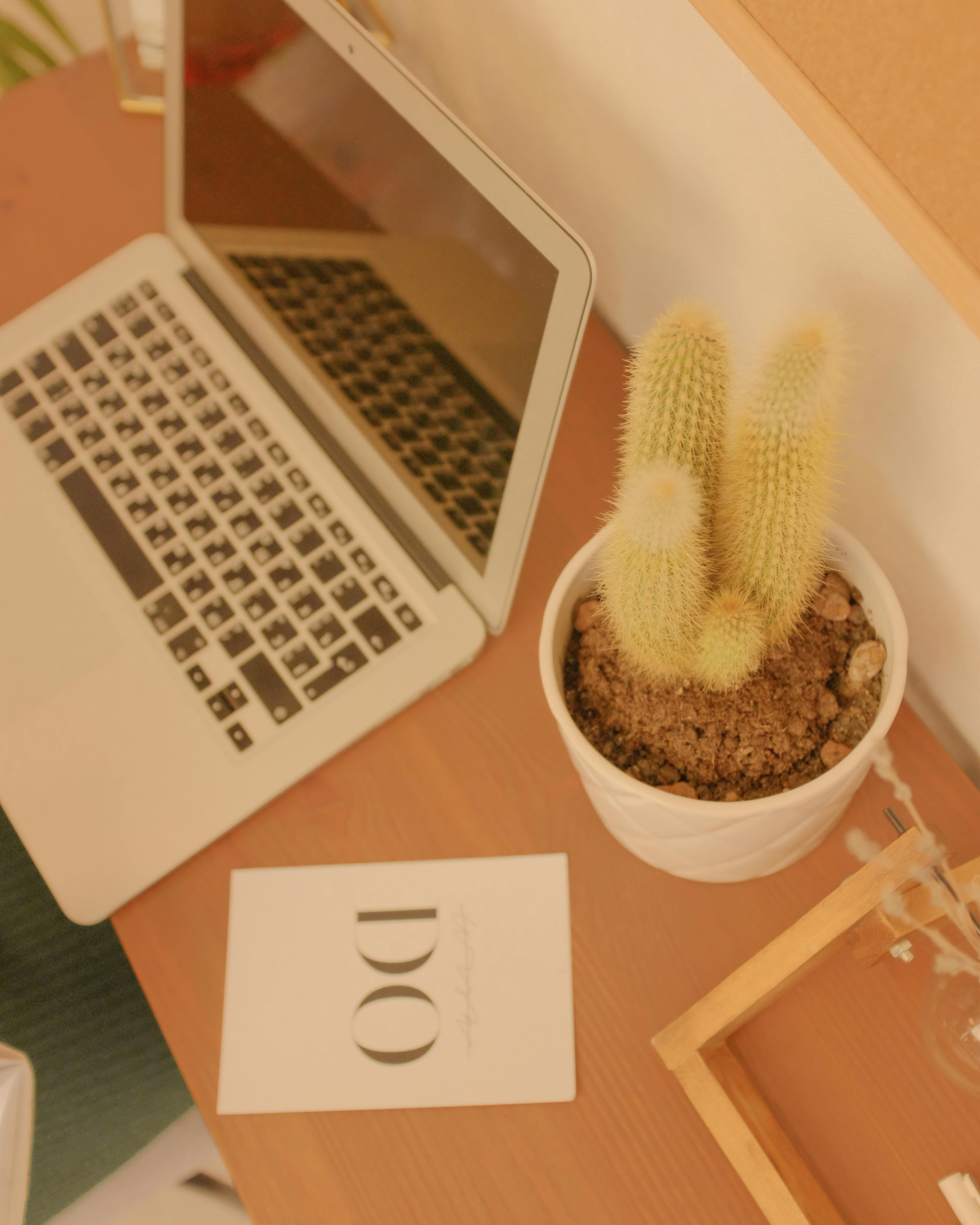 Green Cactus Plant on Table · Free Stock Photo
