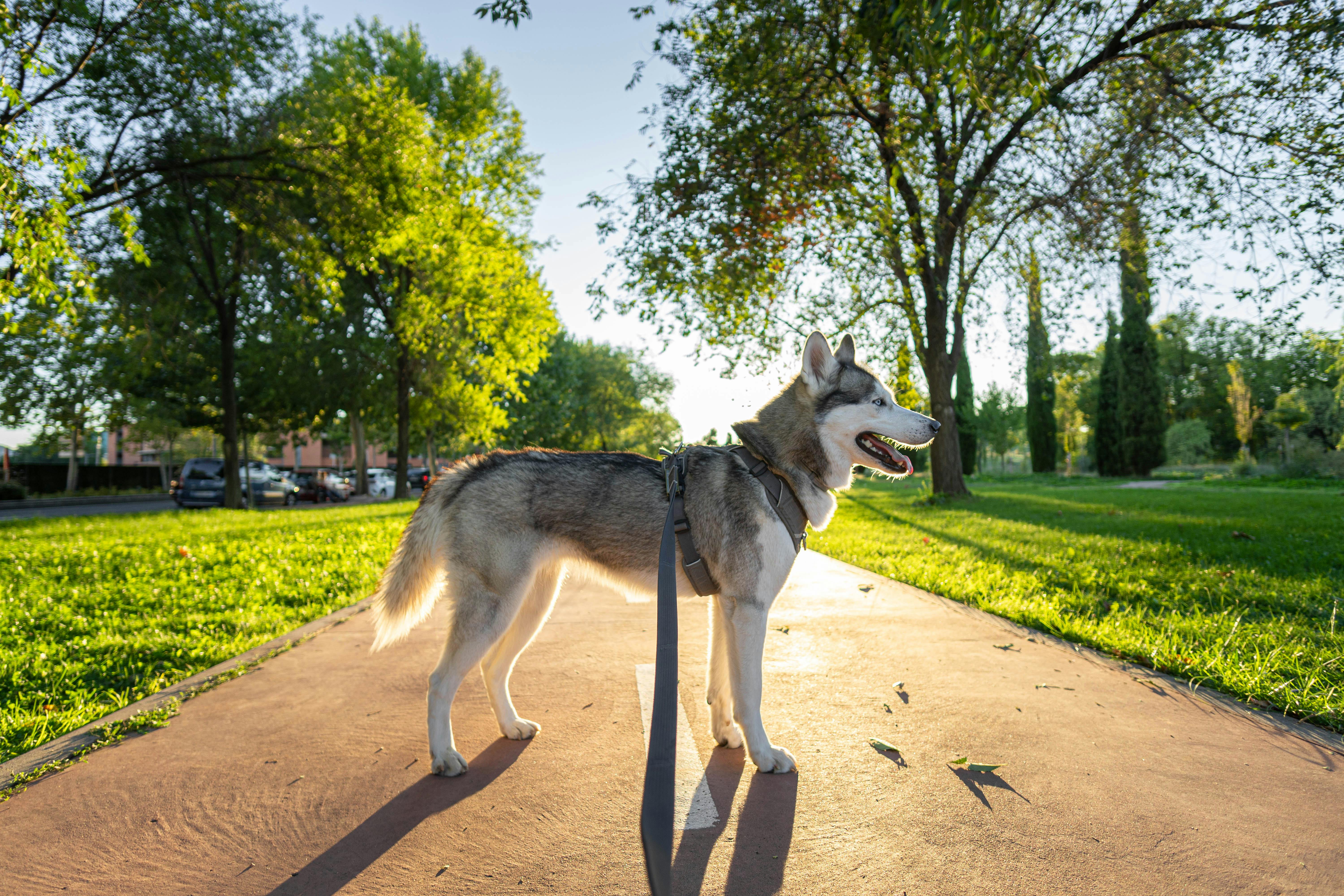 A Siberian Husky on a Leash · Free Stock Photo