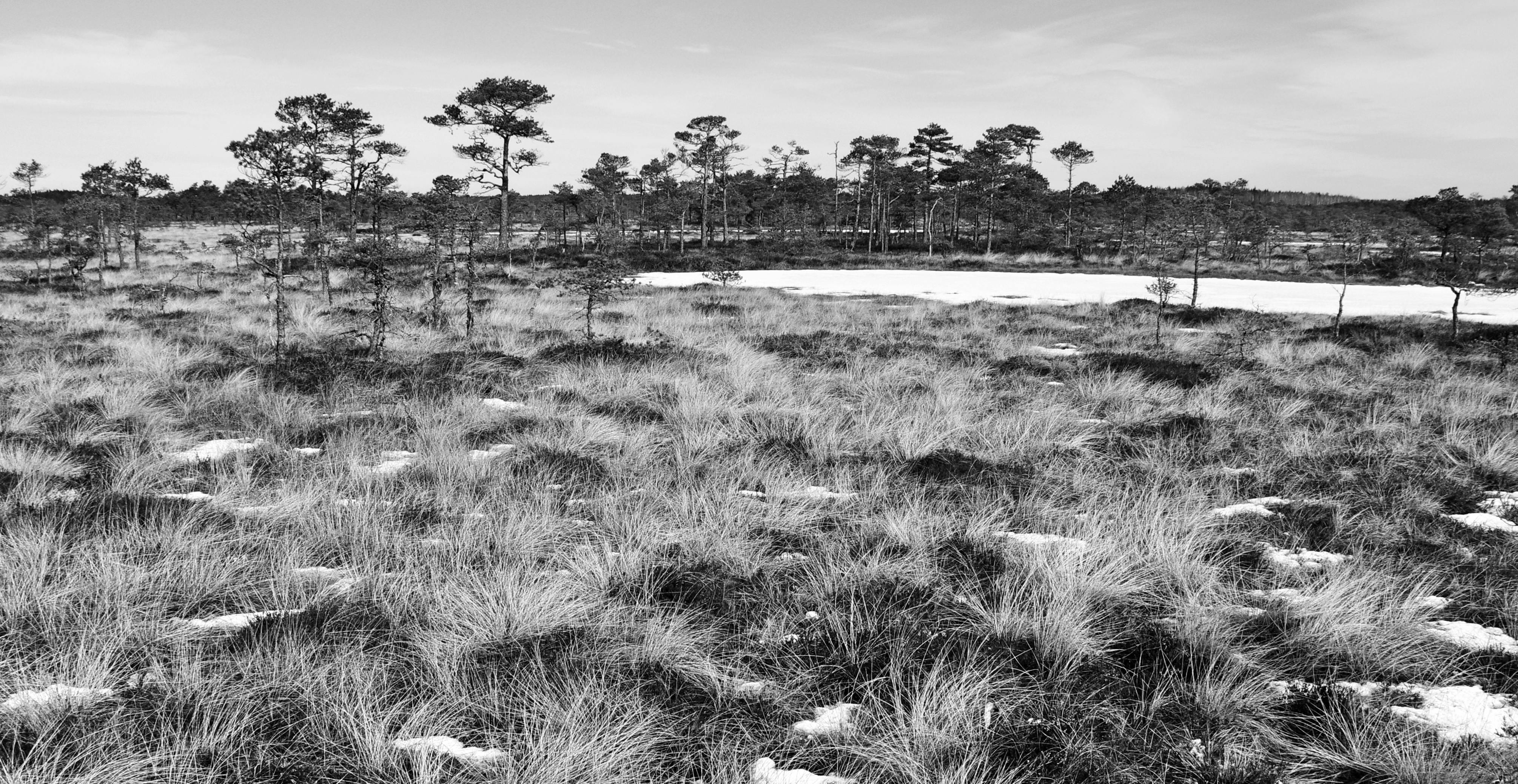 Grayscale Photo of Grass Field · Free Stock Photo