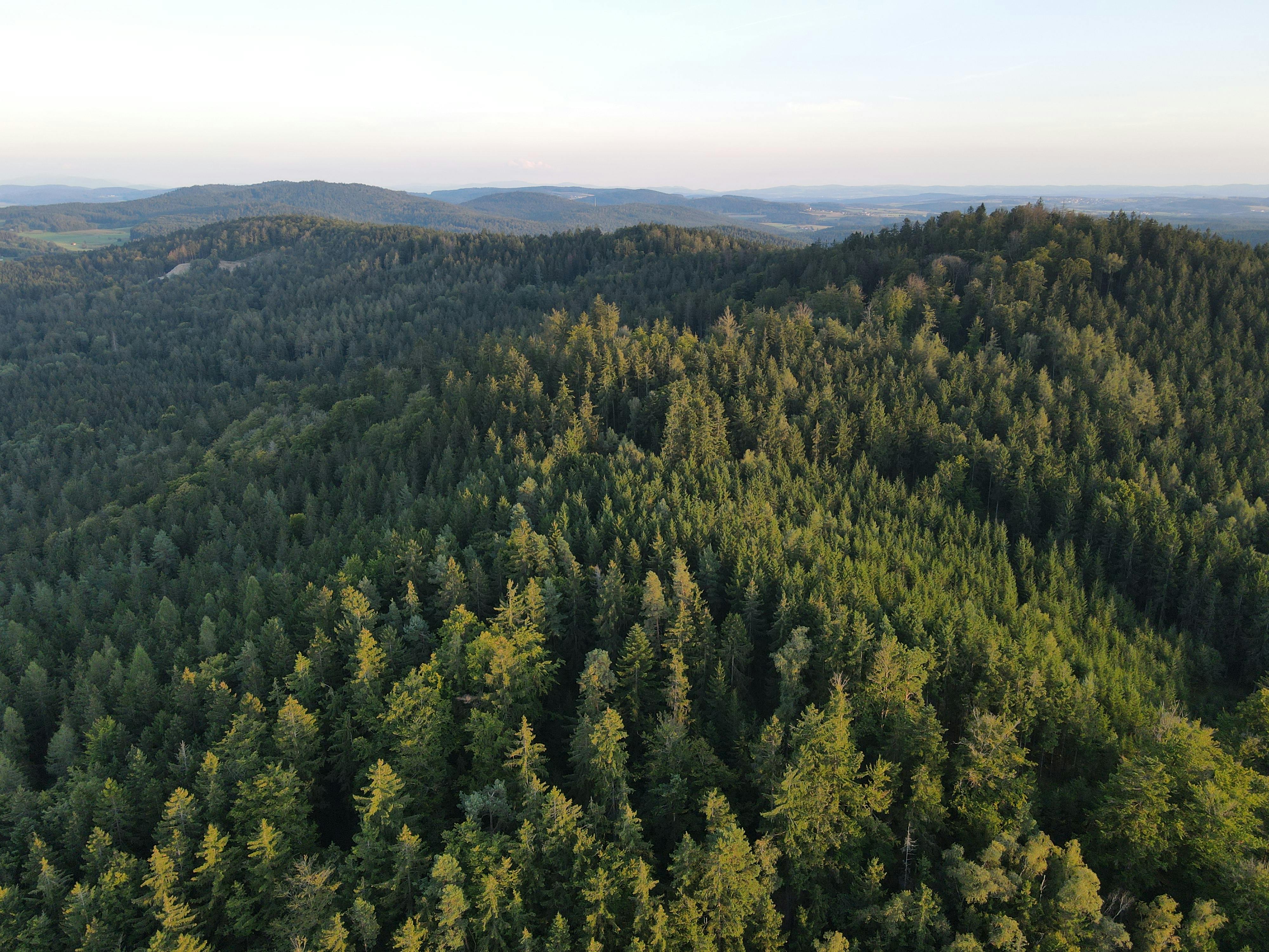 Dense Pine Trees Forest on Mountains · Free Stock Photo
