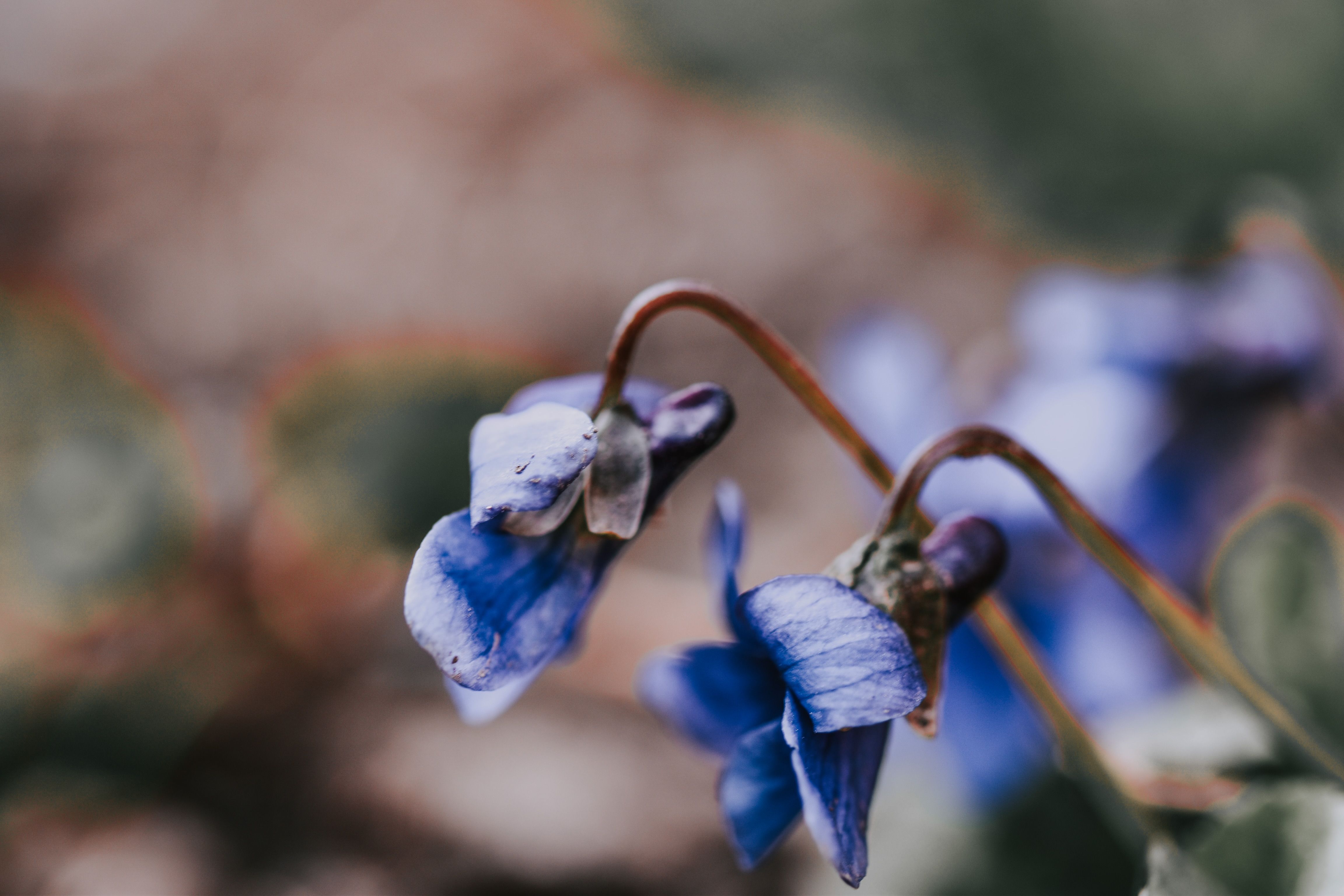 Blue Flowers Growing in Garden · Free Stock Photo