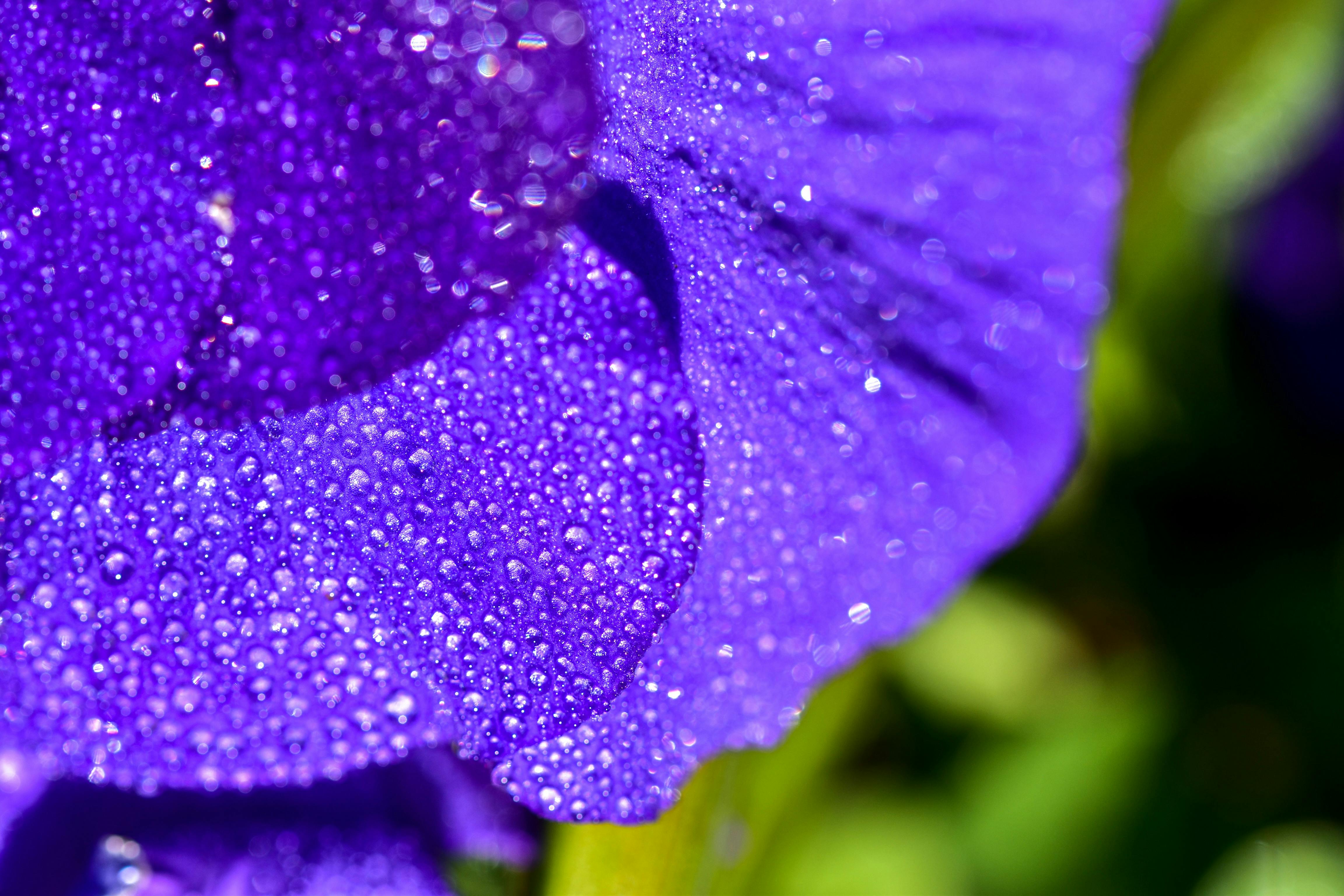 Hoja Morada · Foto de stock gratuita