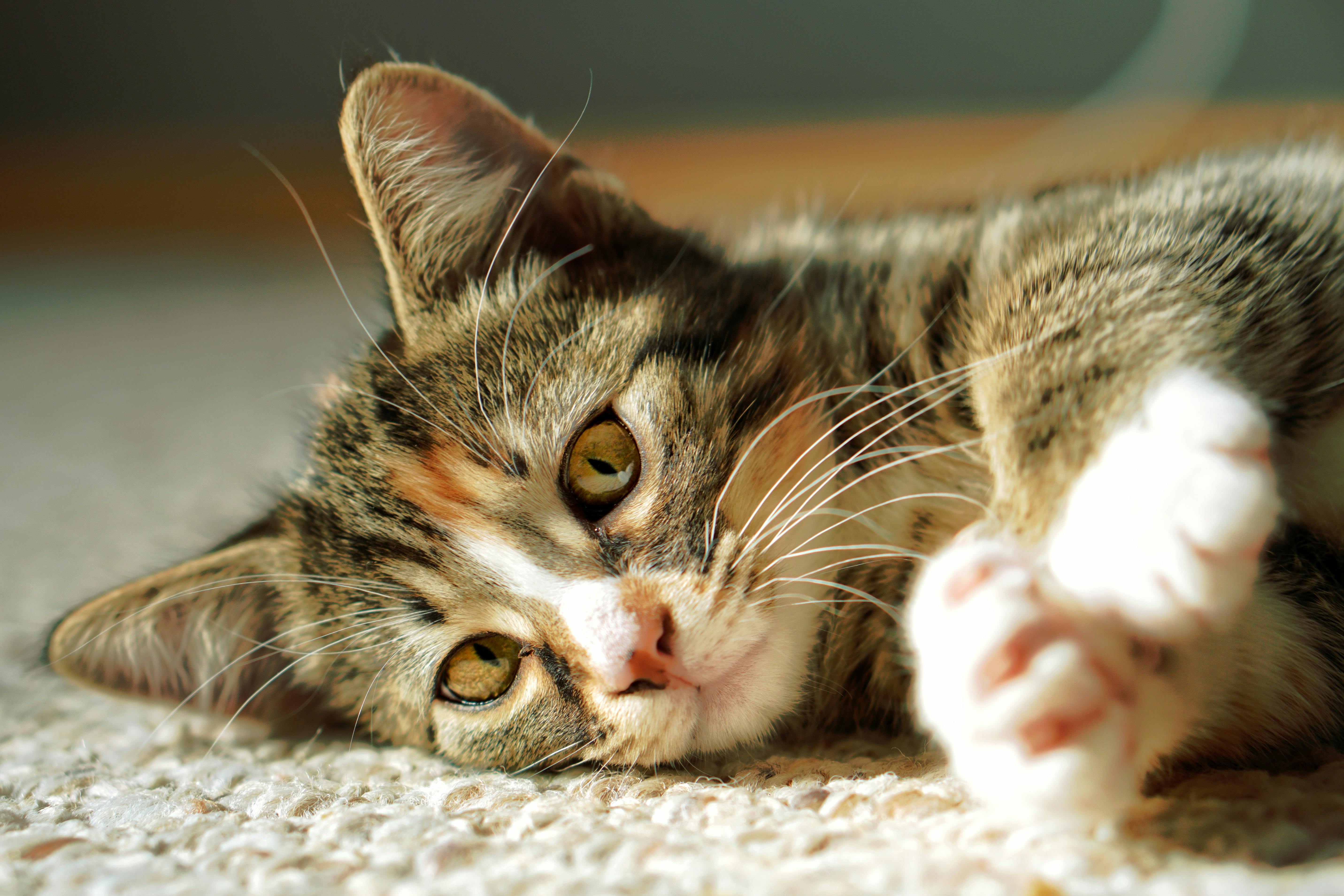 Close Up Photo of a Kitten · Free Stock Photo