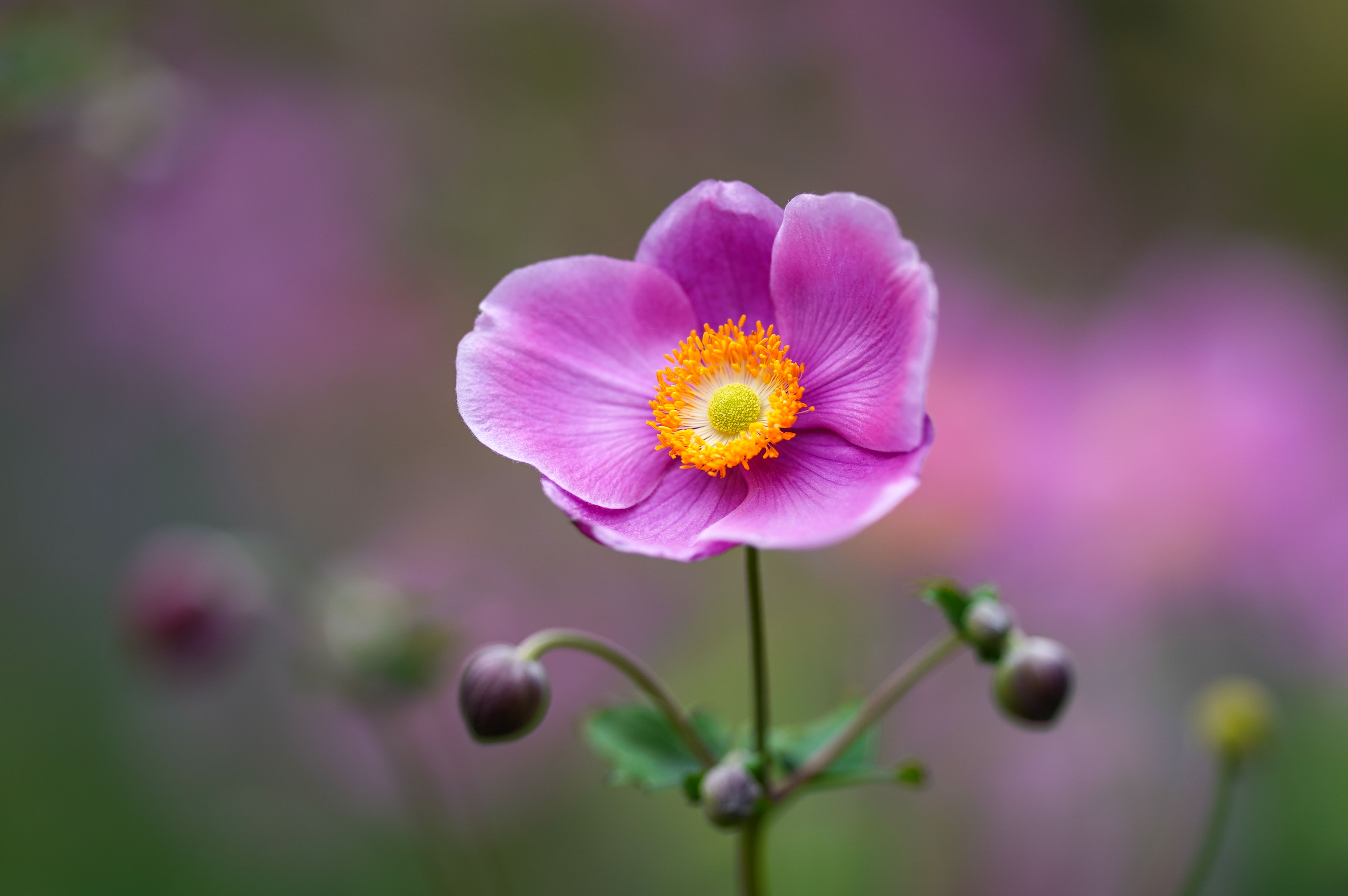 Japanese Thimbleweed Photos, Download The BEST Free Japanese ...