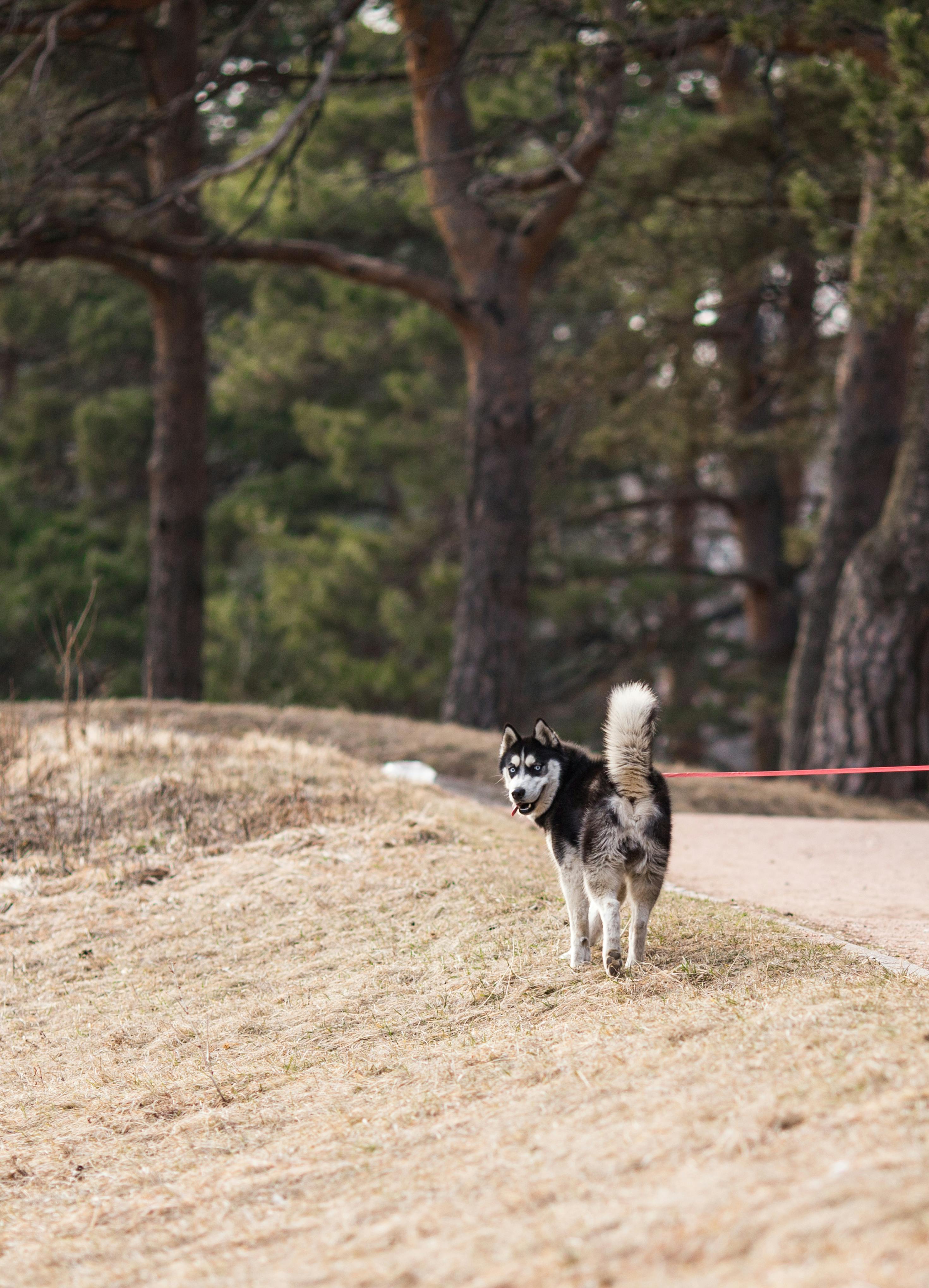Dog Running in Park · Free Stock Photo