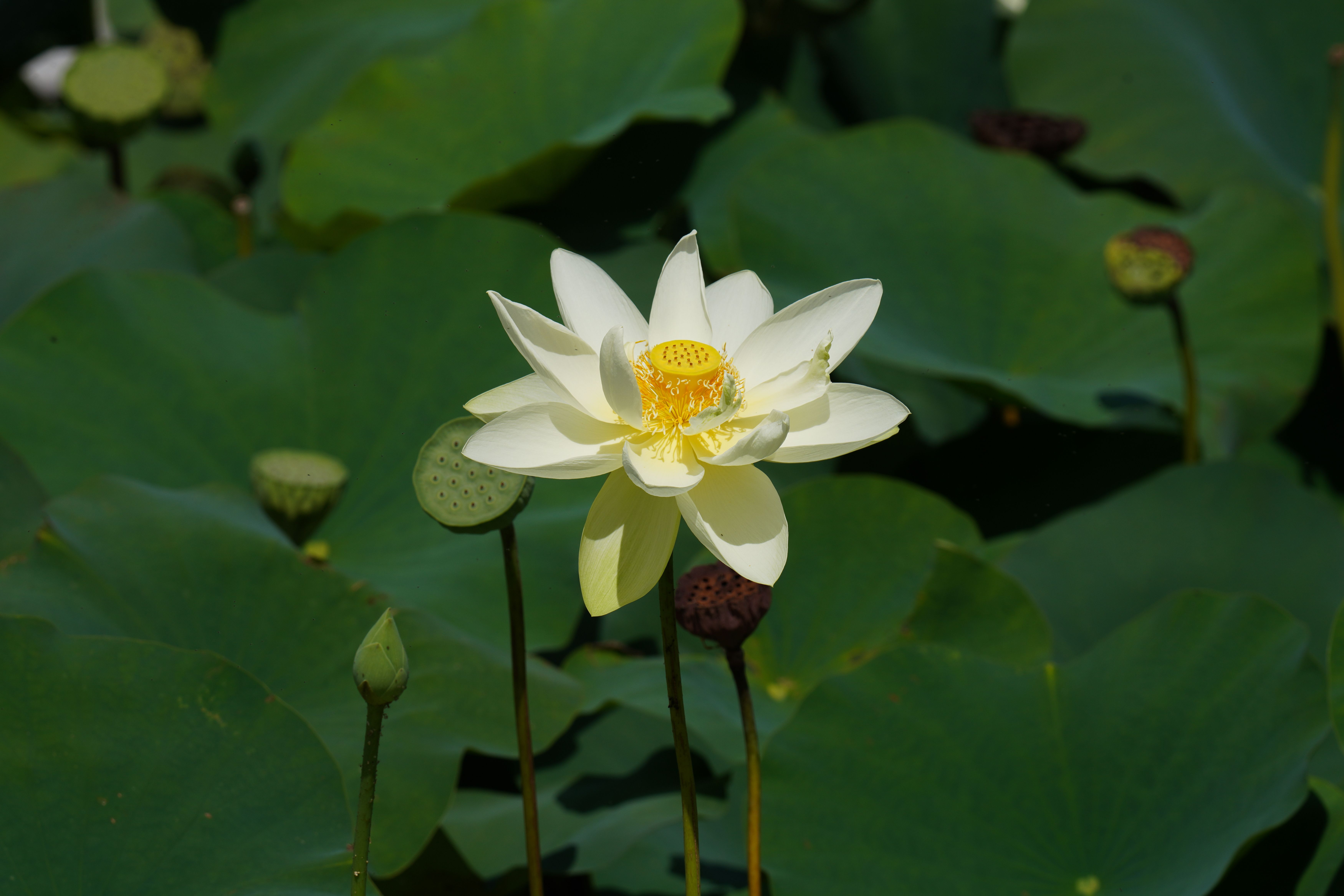 Close-Up Photo of a White Lotus Flower in Bloom · Free Stock Photo