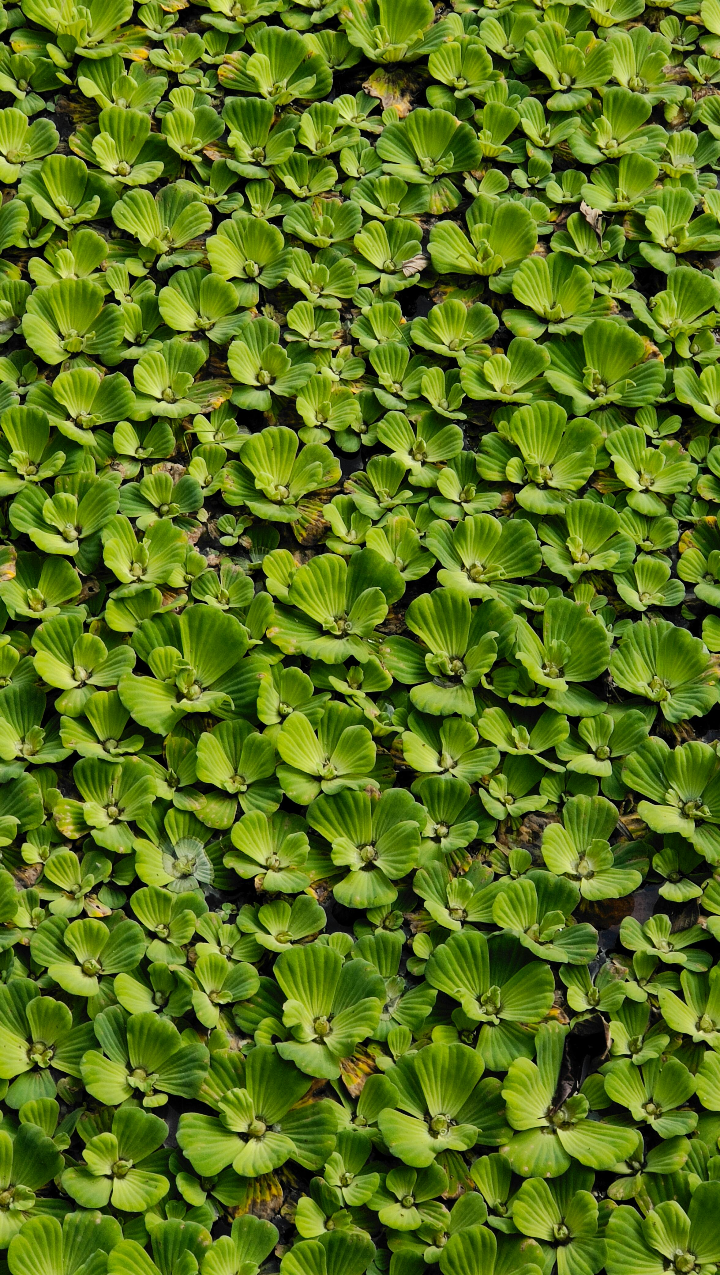 Water Lettuce Photos, Download The BEST Free Water Lettuce Stock Photos ...