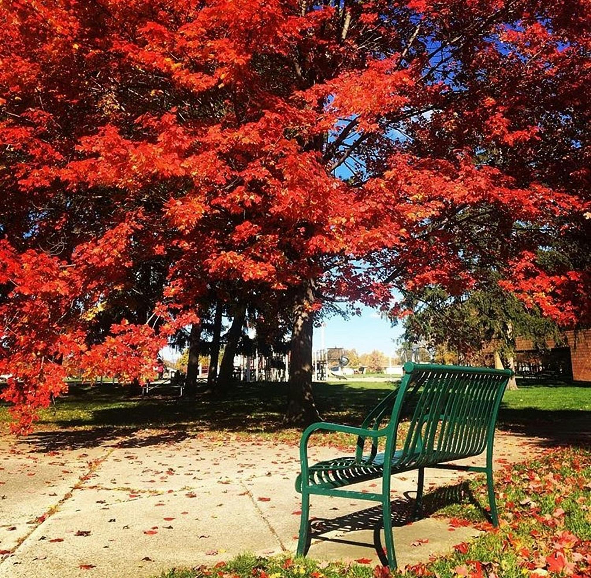 Free stock photo of autumn mood forest, bench, park