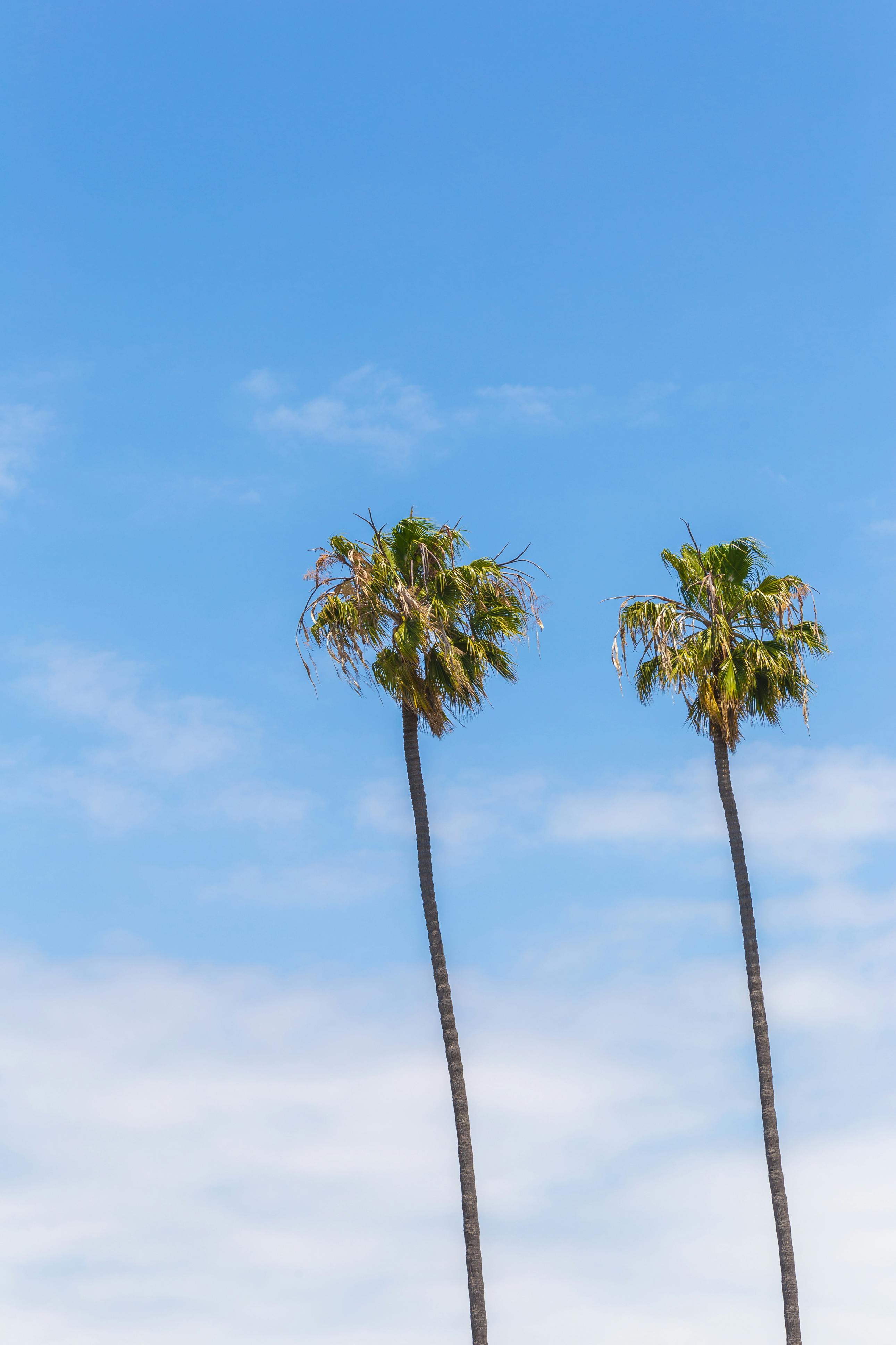 Low Angle Photo of Palm Tree · Free Stock Photo