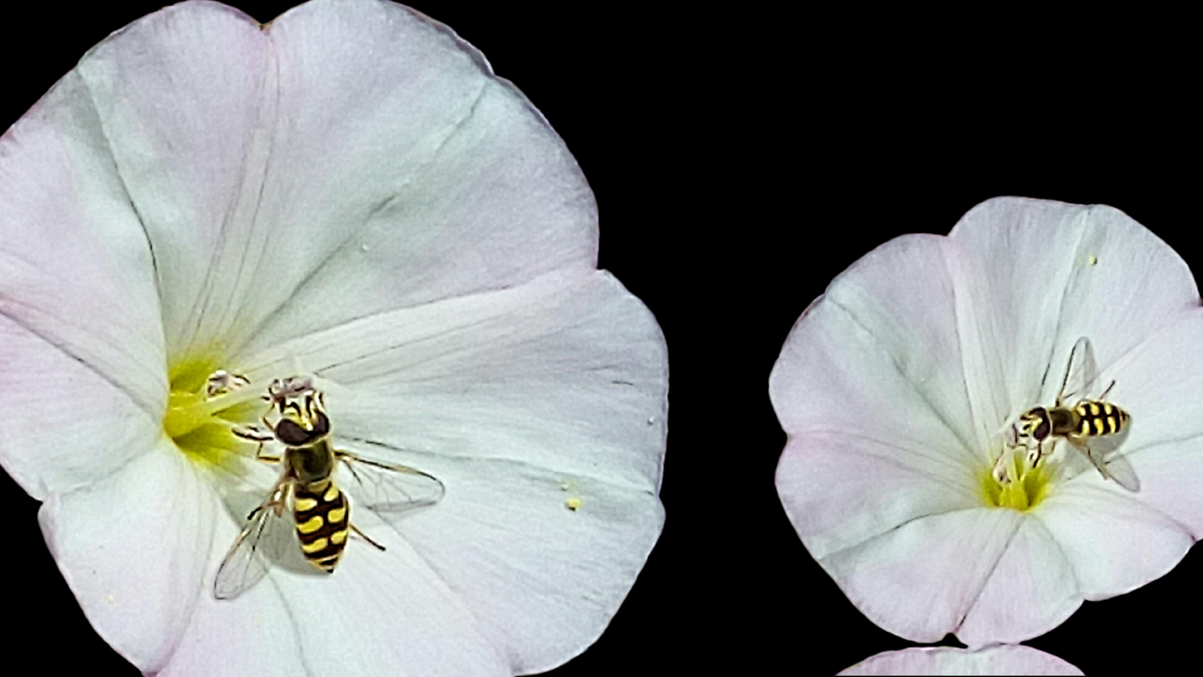 Flowers+insects - Fleurs & insectes 23 Photos & Videos Collected by DN ...