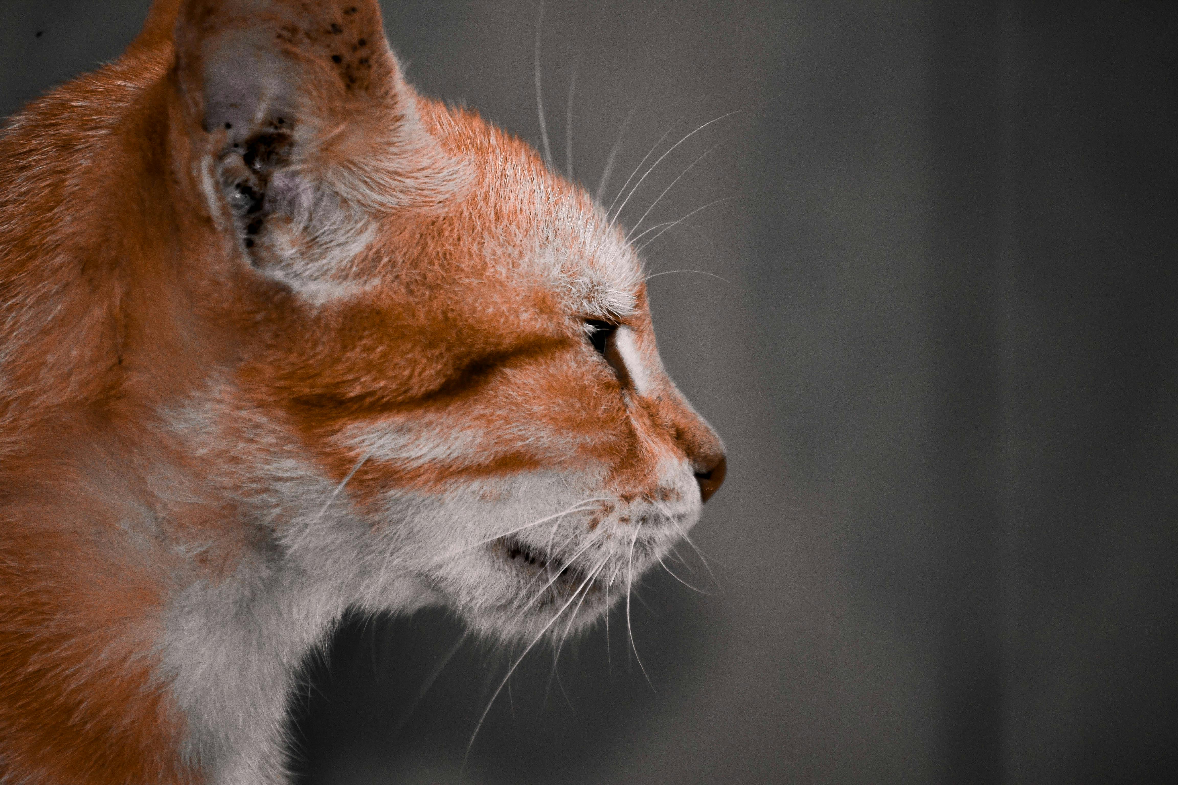 Jeff Kweba - Photography