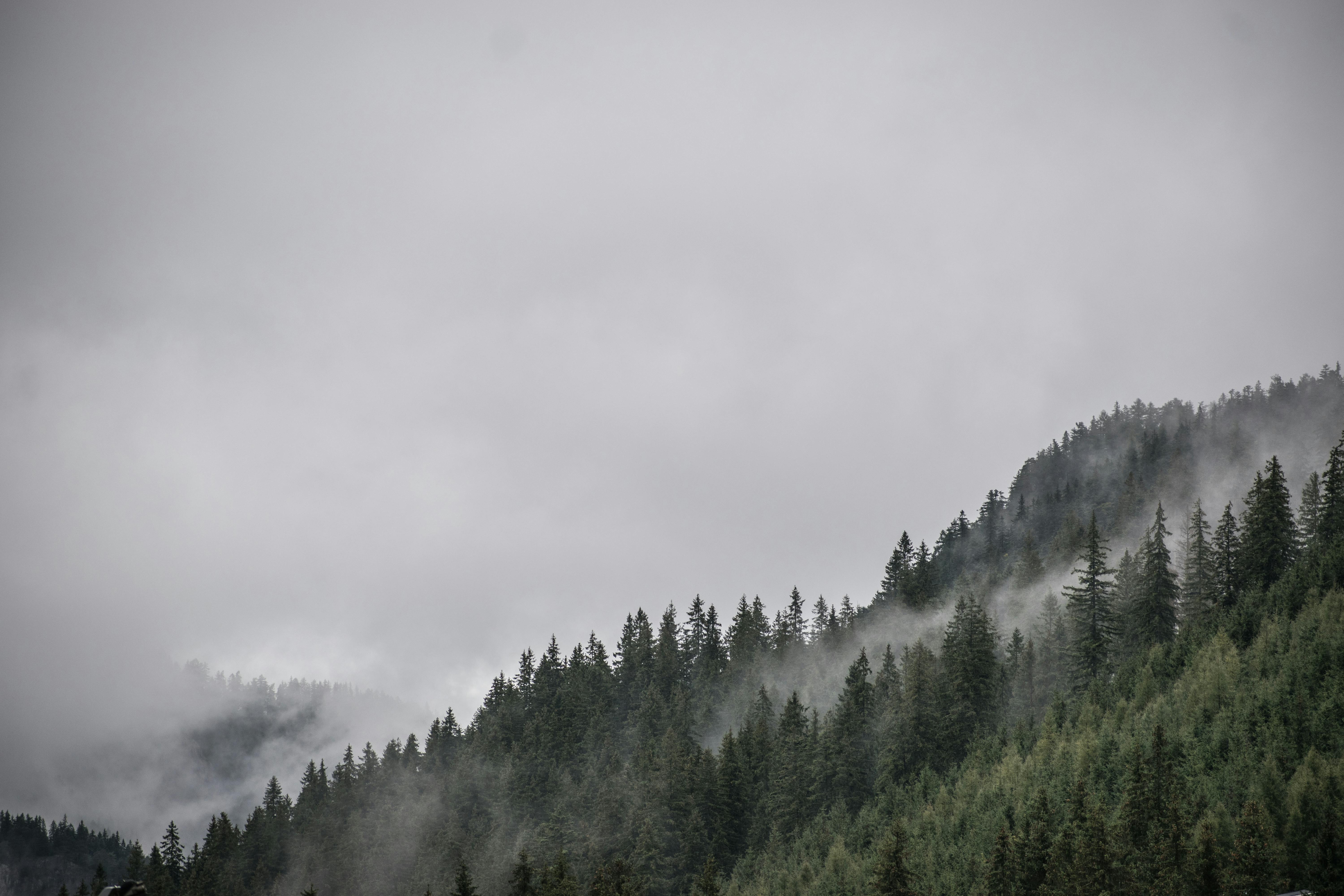 Green Tress on Foggy Mountain · Free Stock Photo