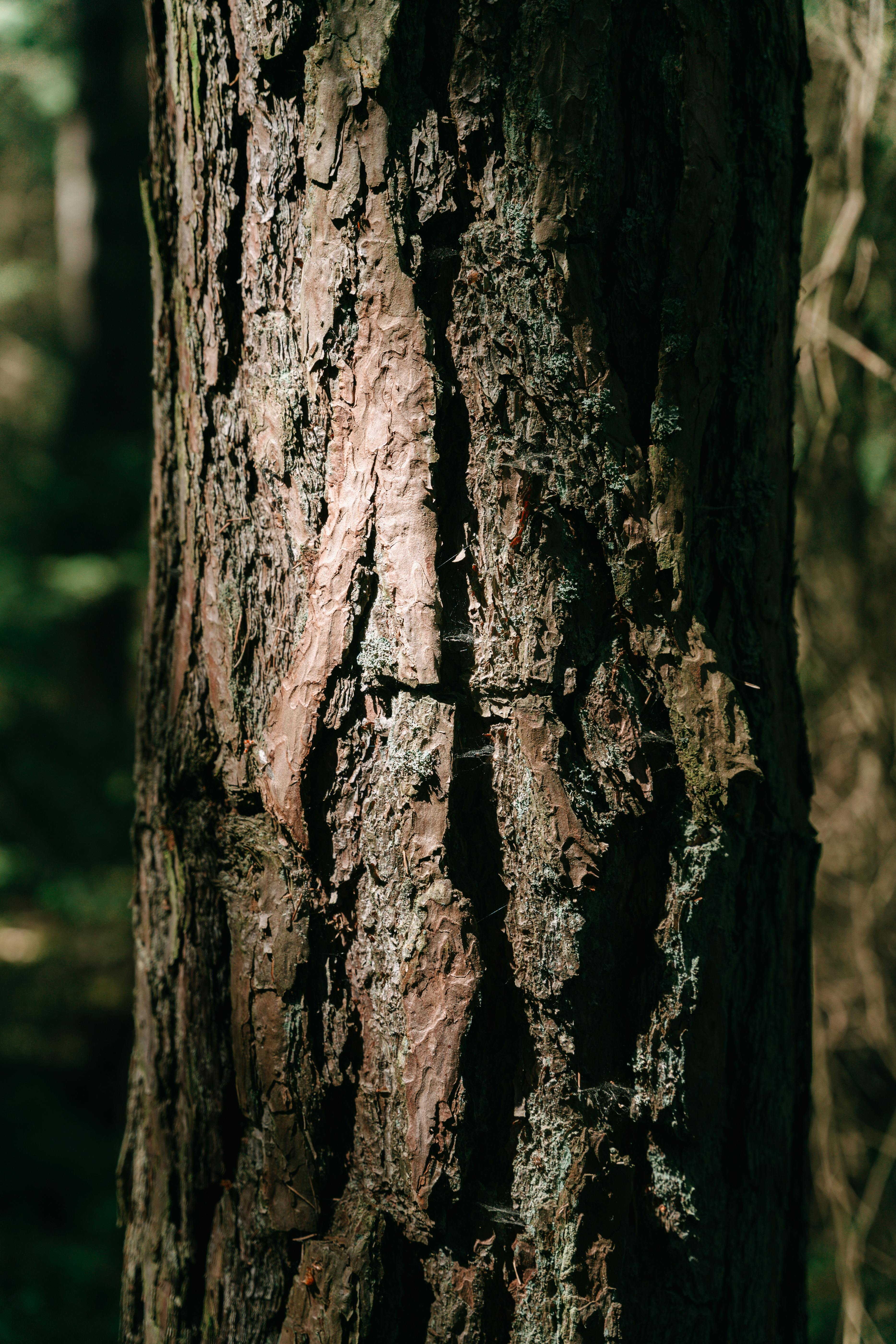 Brown Tree Trunk in Close Up Photography · Free Stock Photo