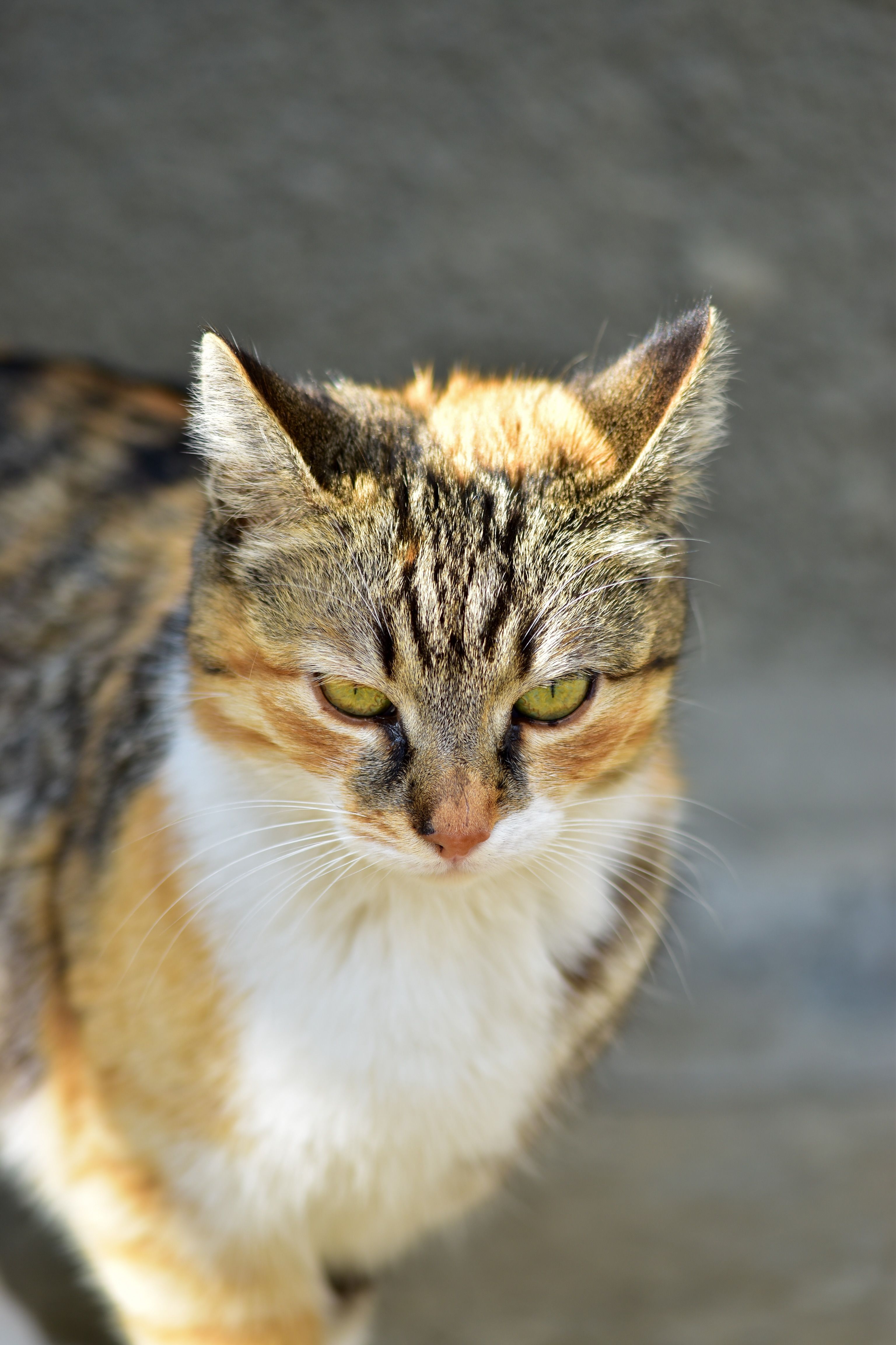 A Cat in Close-up Shot · Free Stock Photo