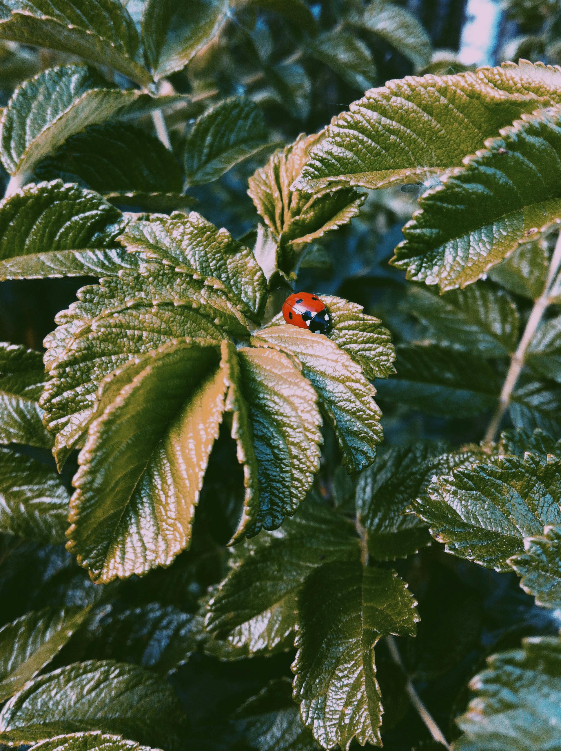 Close Up Photo of Ladybug on Leaf during Daytime · Free Stock Photo