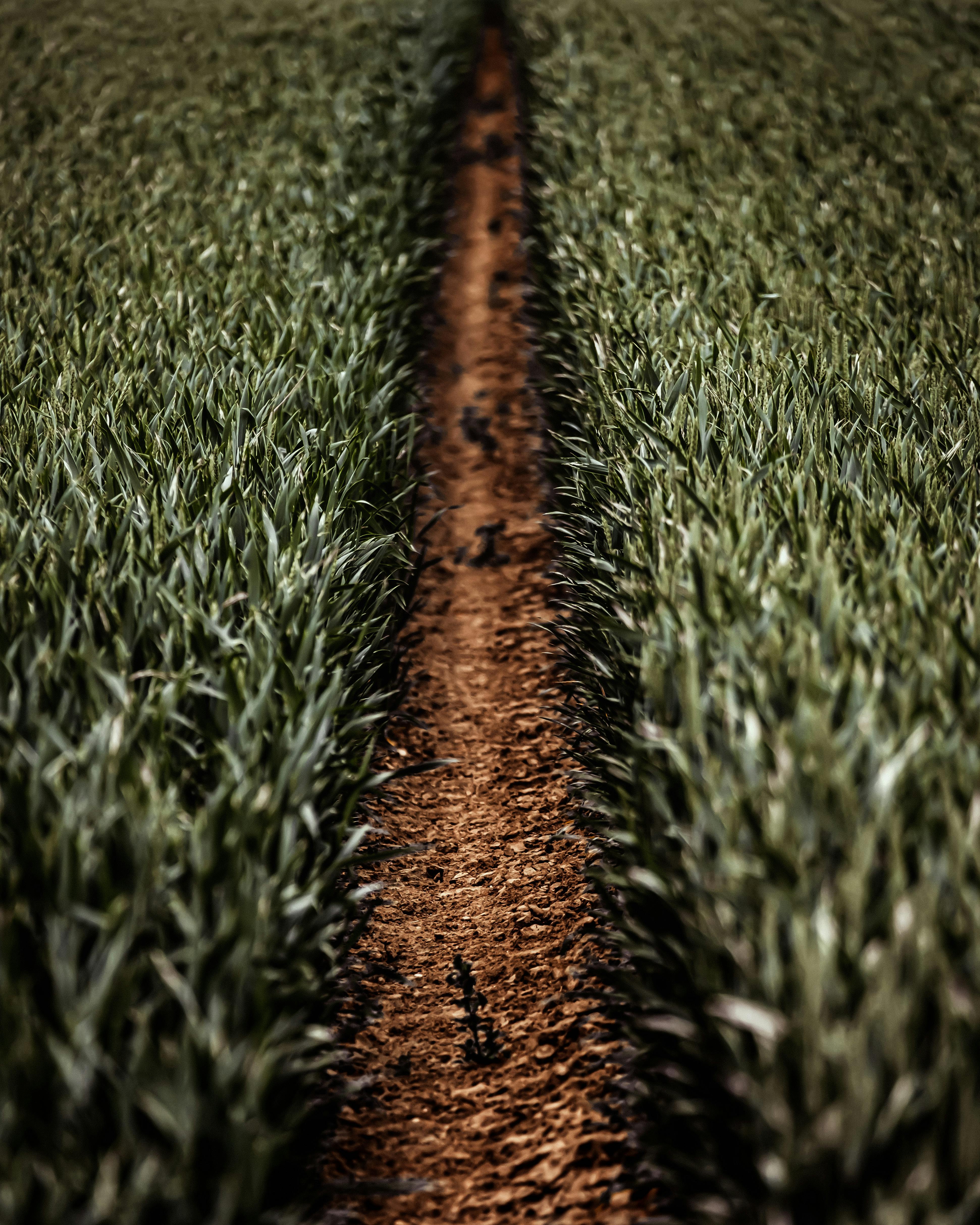 Dirt Path Texture Photos, Download The BEST Free Dirt Path Texture ...