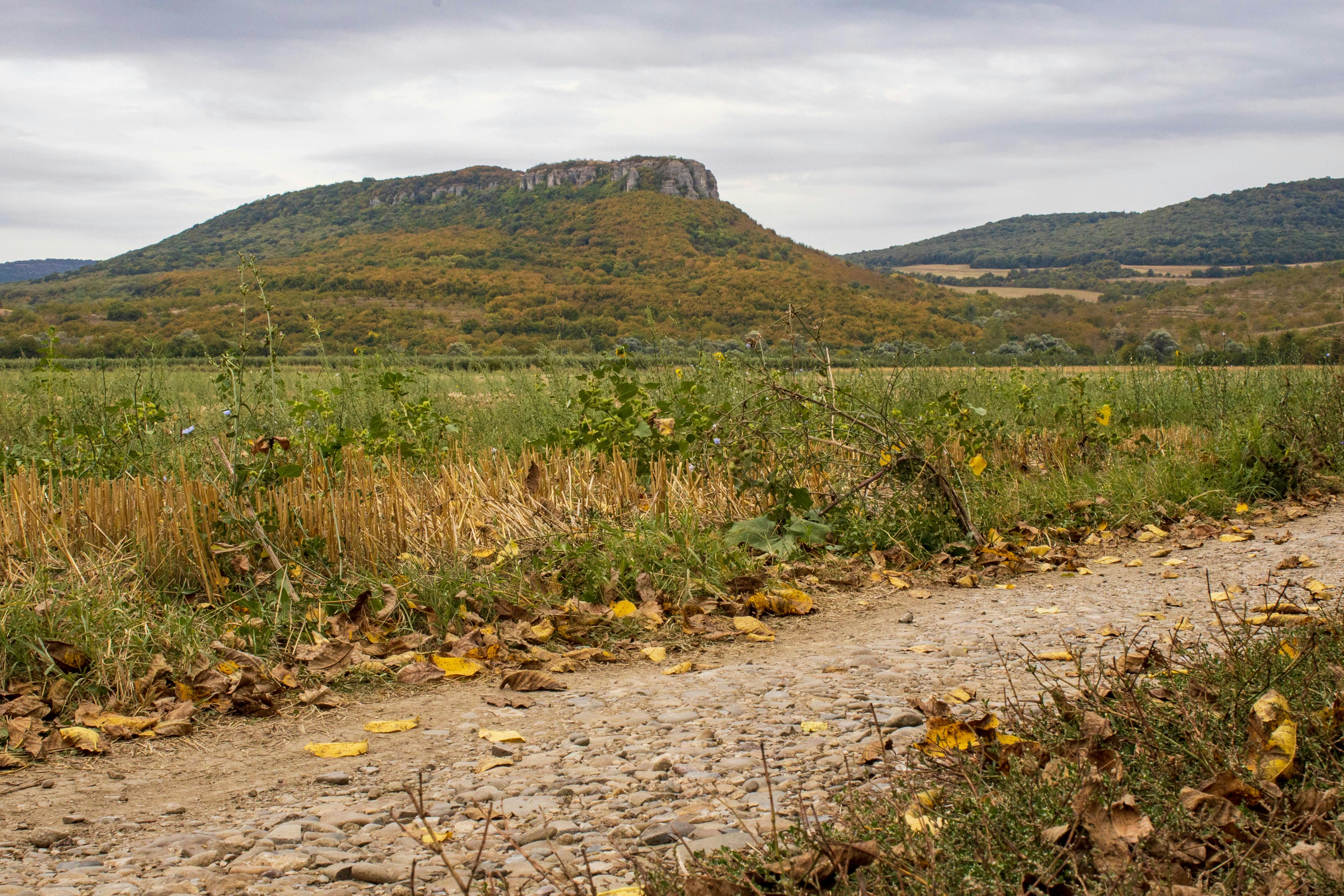 Dirt Road in Between Grass · Free Stock Photo