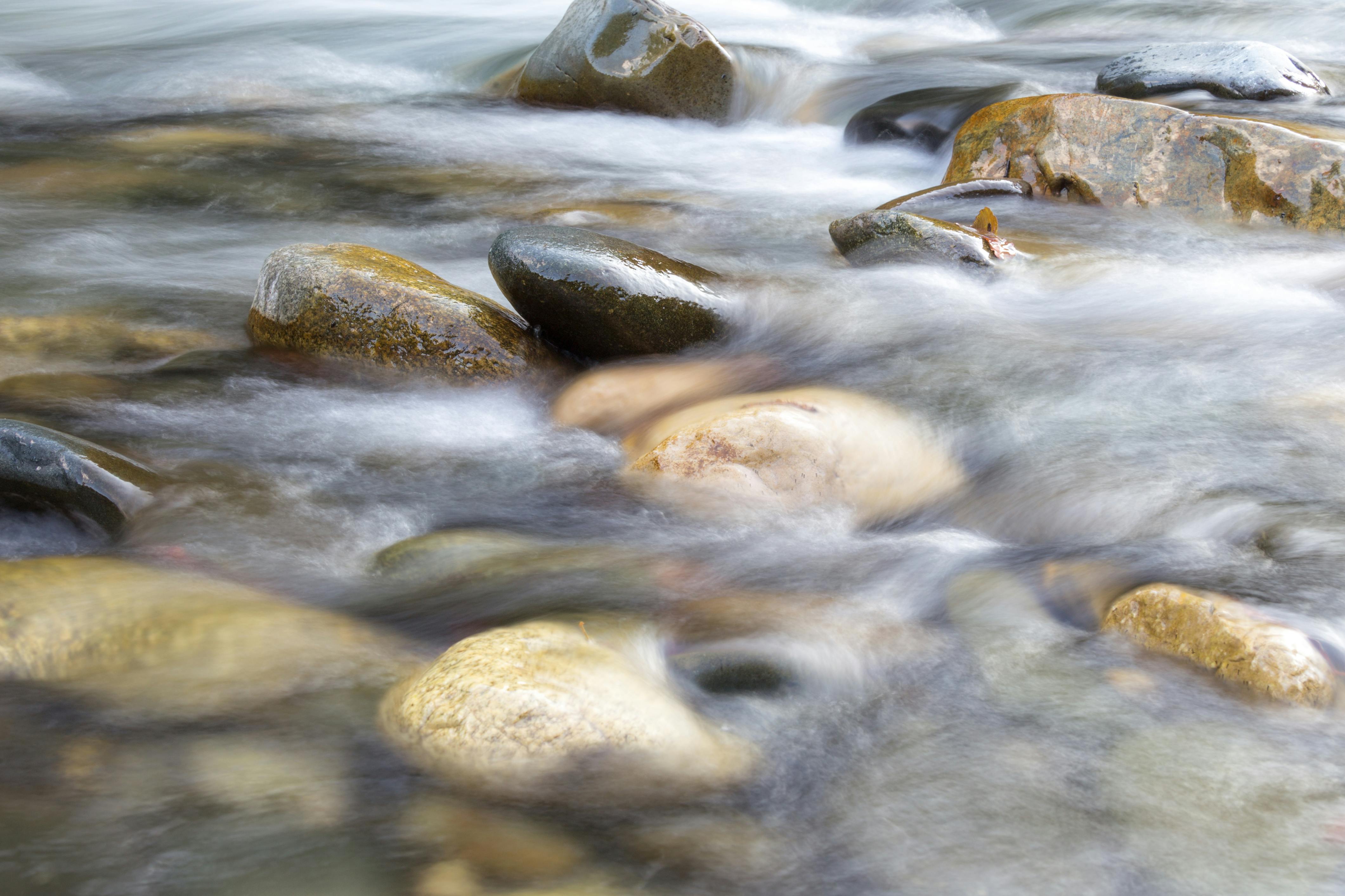 5,000+ Best Flowe Photos · 100% Free Download · Pexels Stock Photos