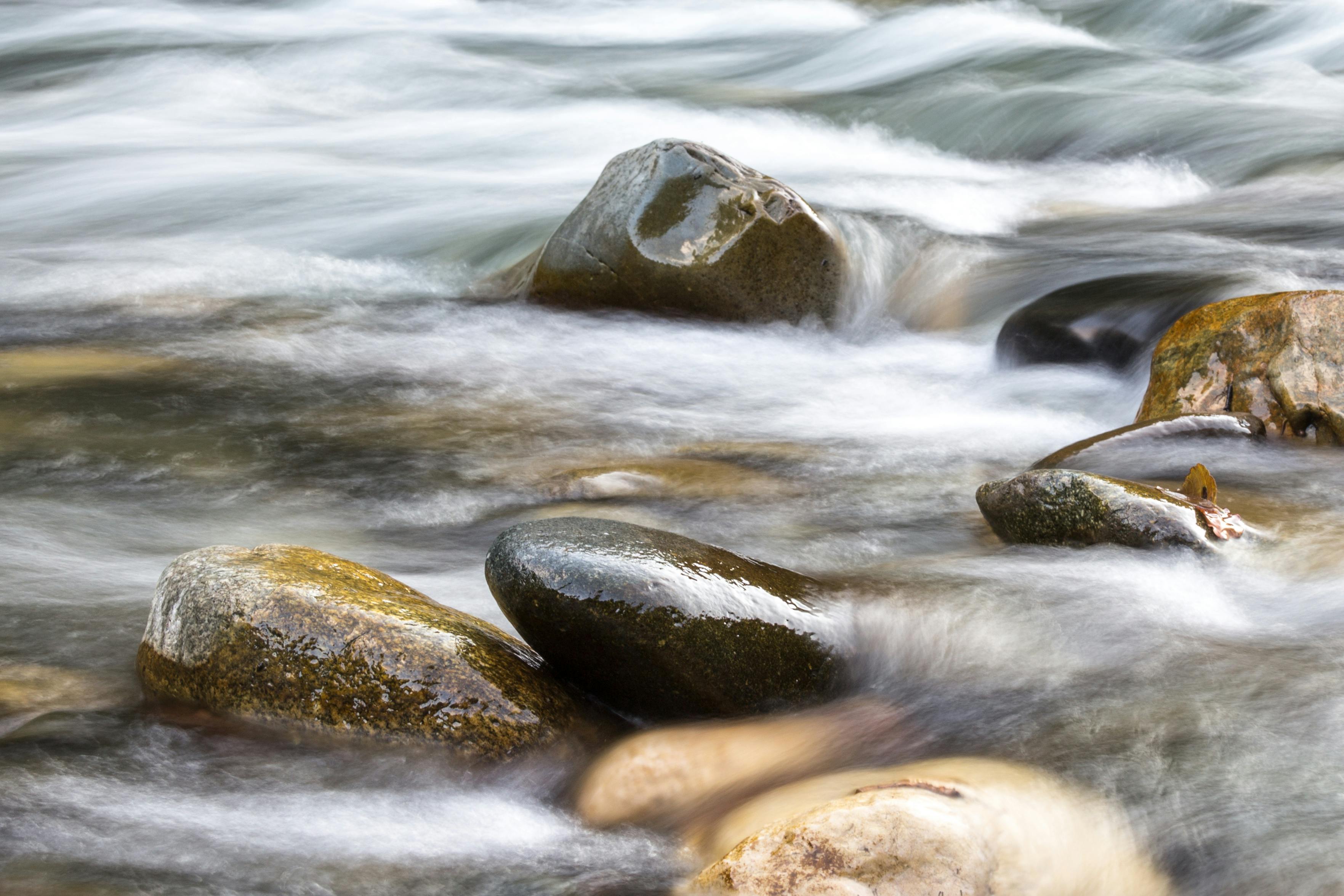 5,000+ Best Flowe Photos · 100% Free Download · Pexels Stock Photos