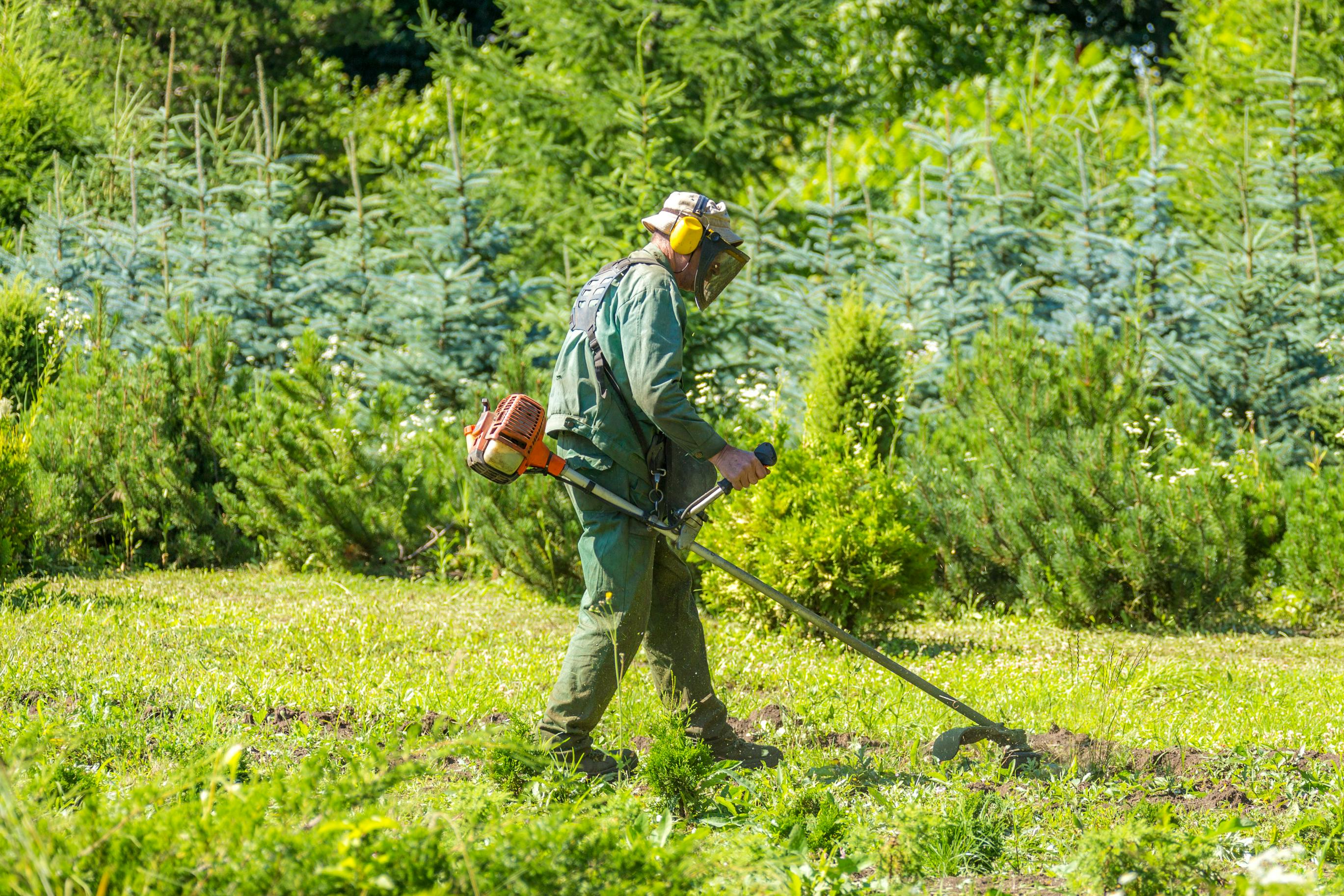 30+ Best Trimmer Photos · 100% Free Download · Pexels Stock Photos