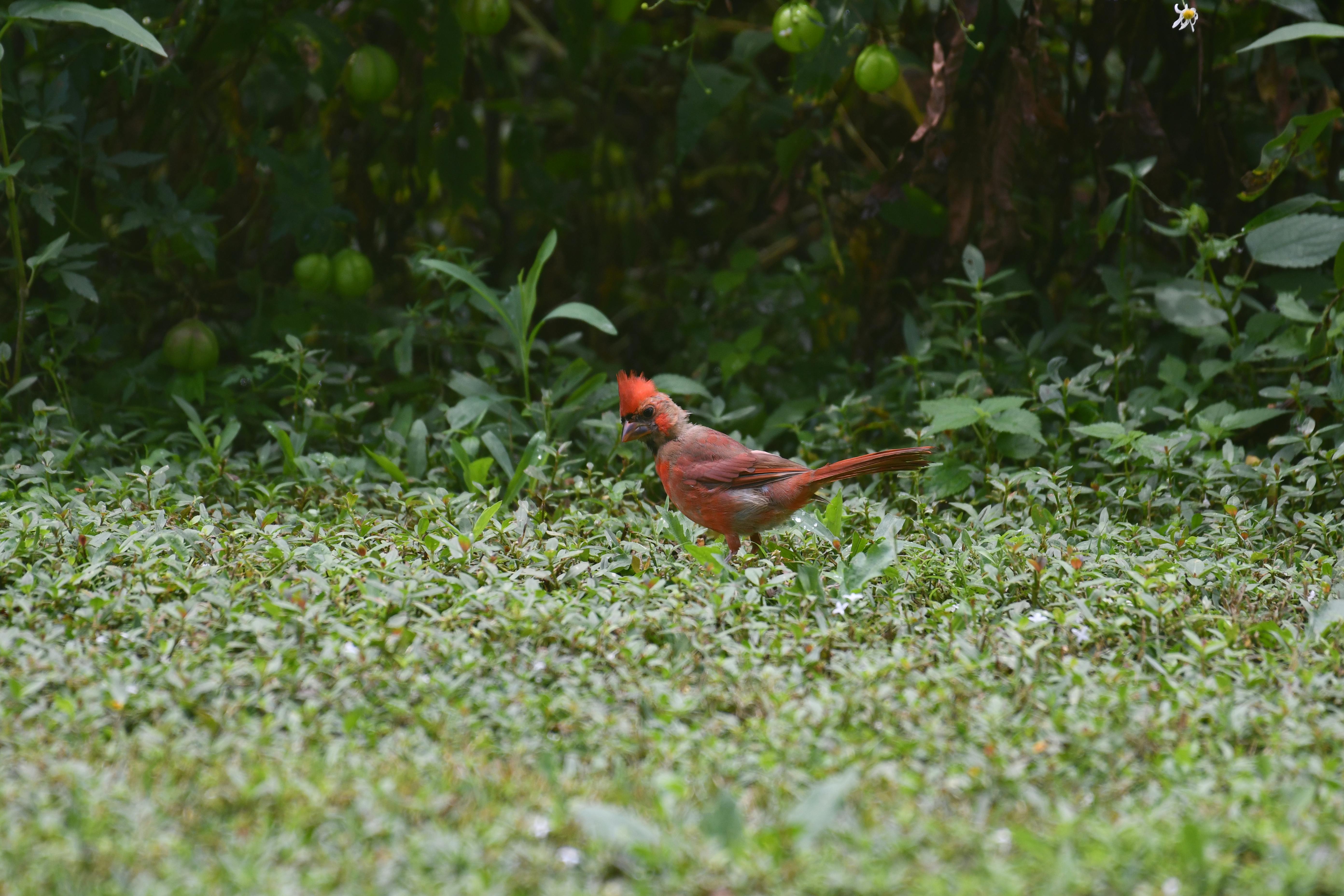 Red Cardinal Bird on Green Grass · Free Stock Photo