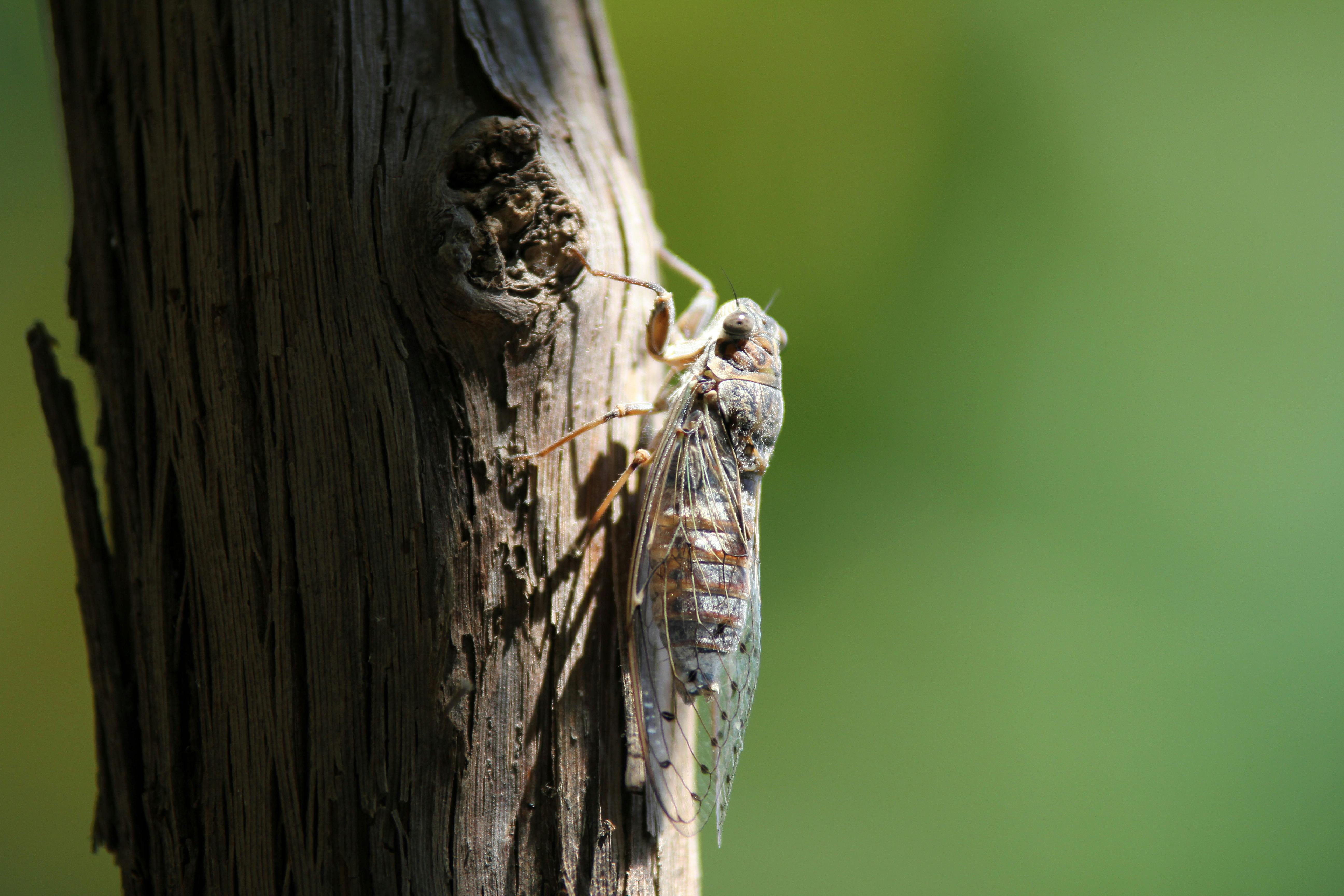 Brown Flying Insect Perching on Brown Trunk during Daytime · Free Stock ...