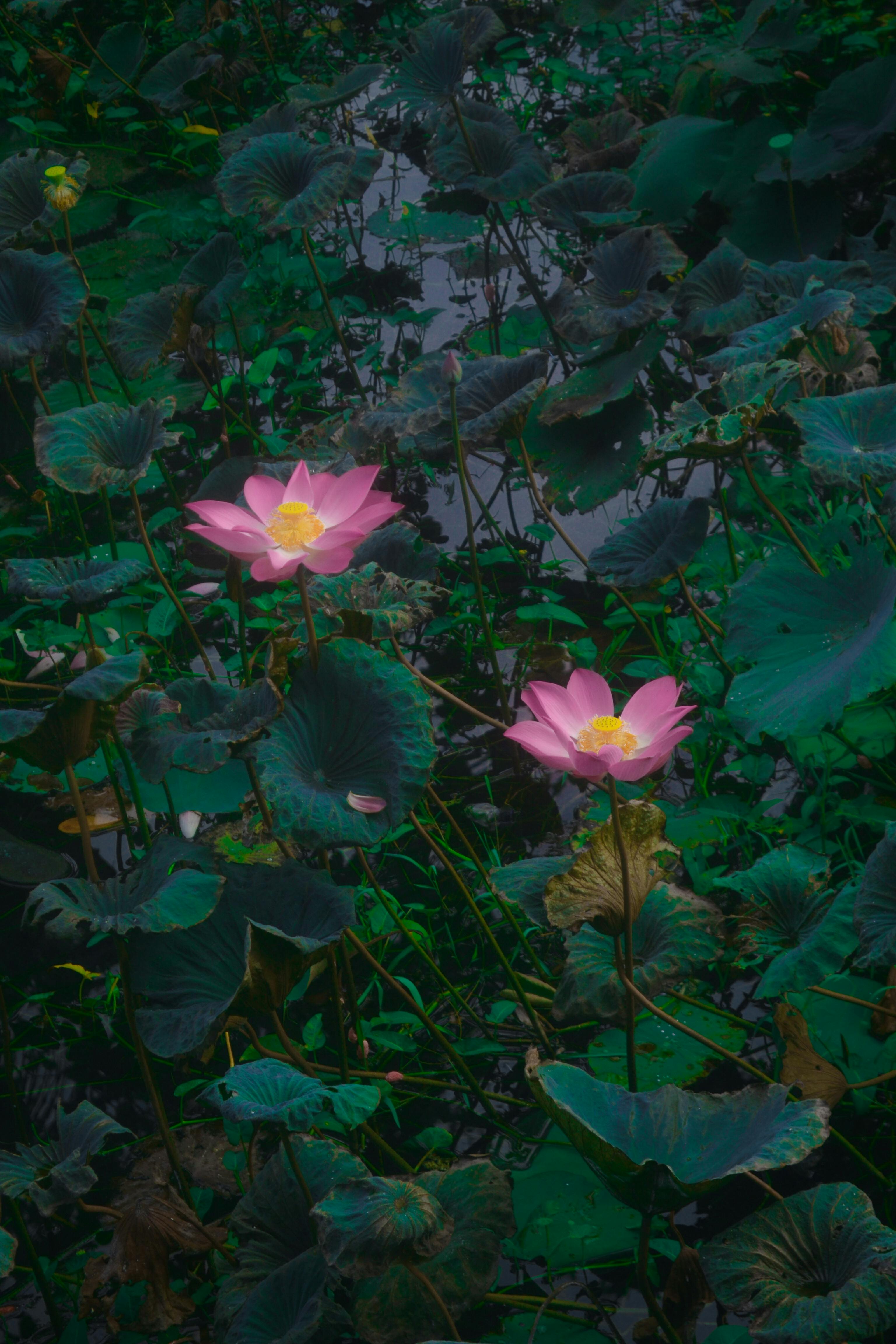 Close-Up Shot of Blooming Lotus Flower · Free Stock Photo