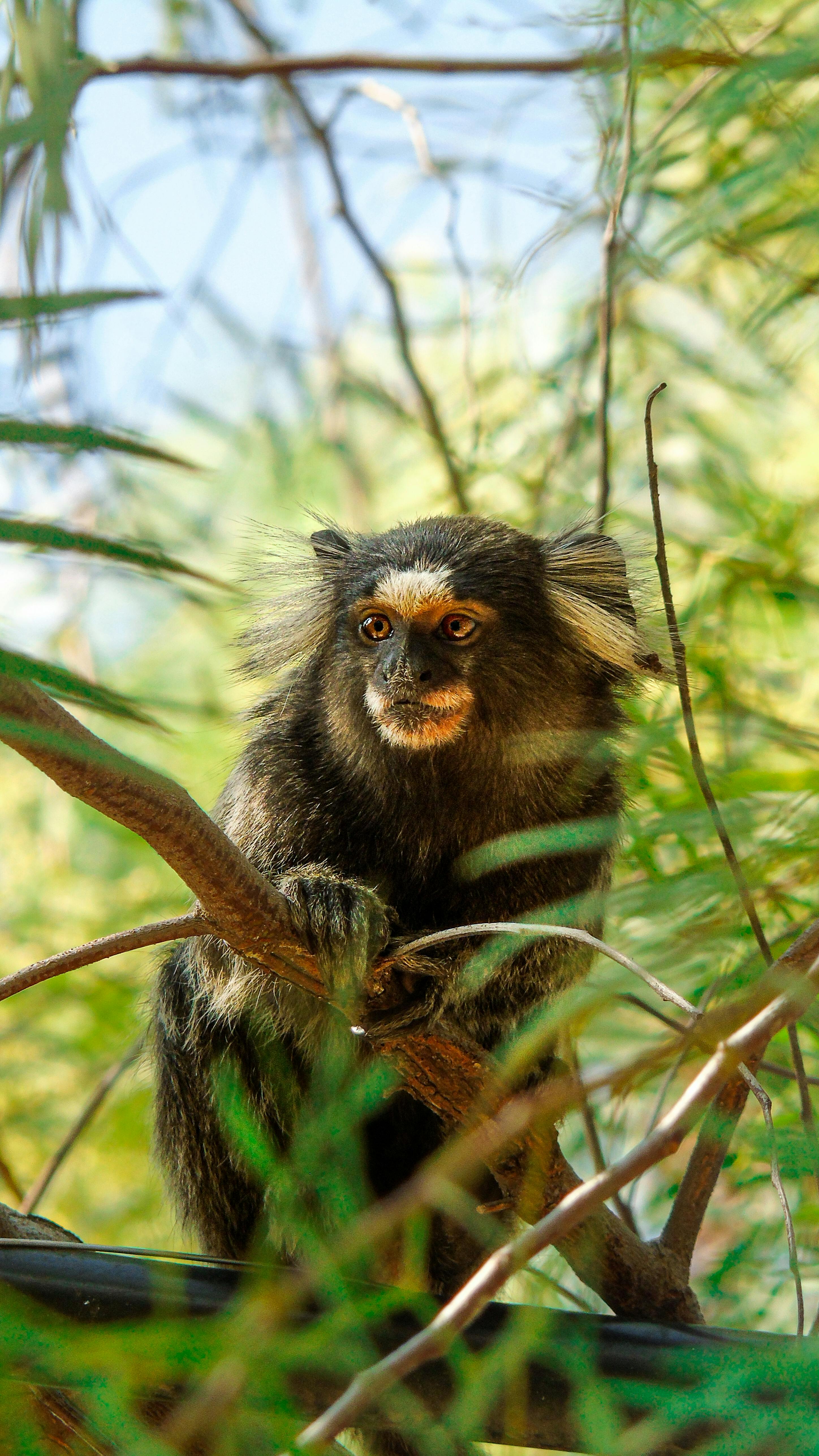 Close-Up Shot of a Marmoset · Free Stock Photo