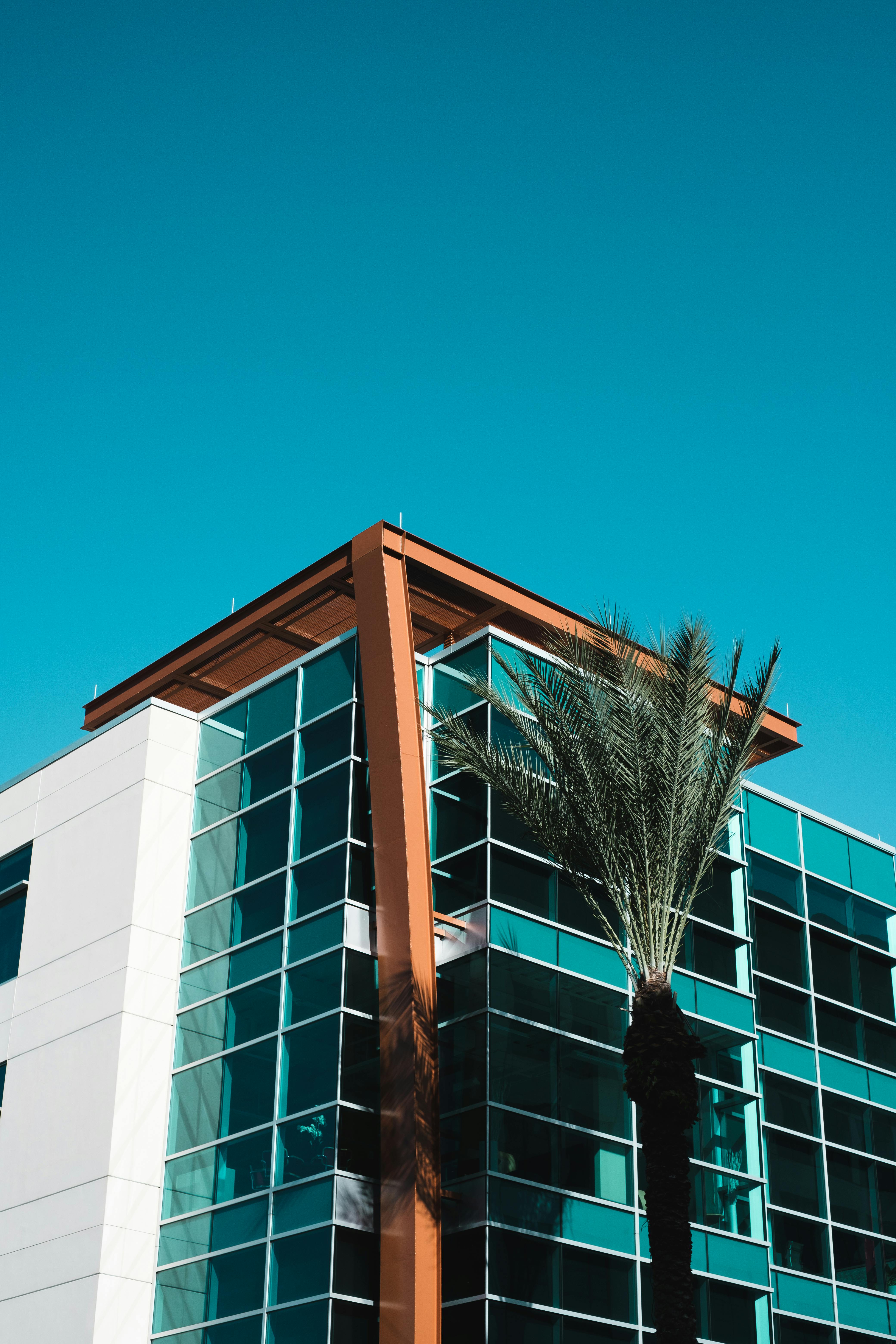 Tree in Front of a Building · Free Stock Photo