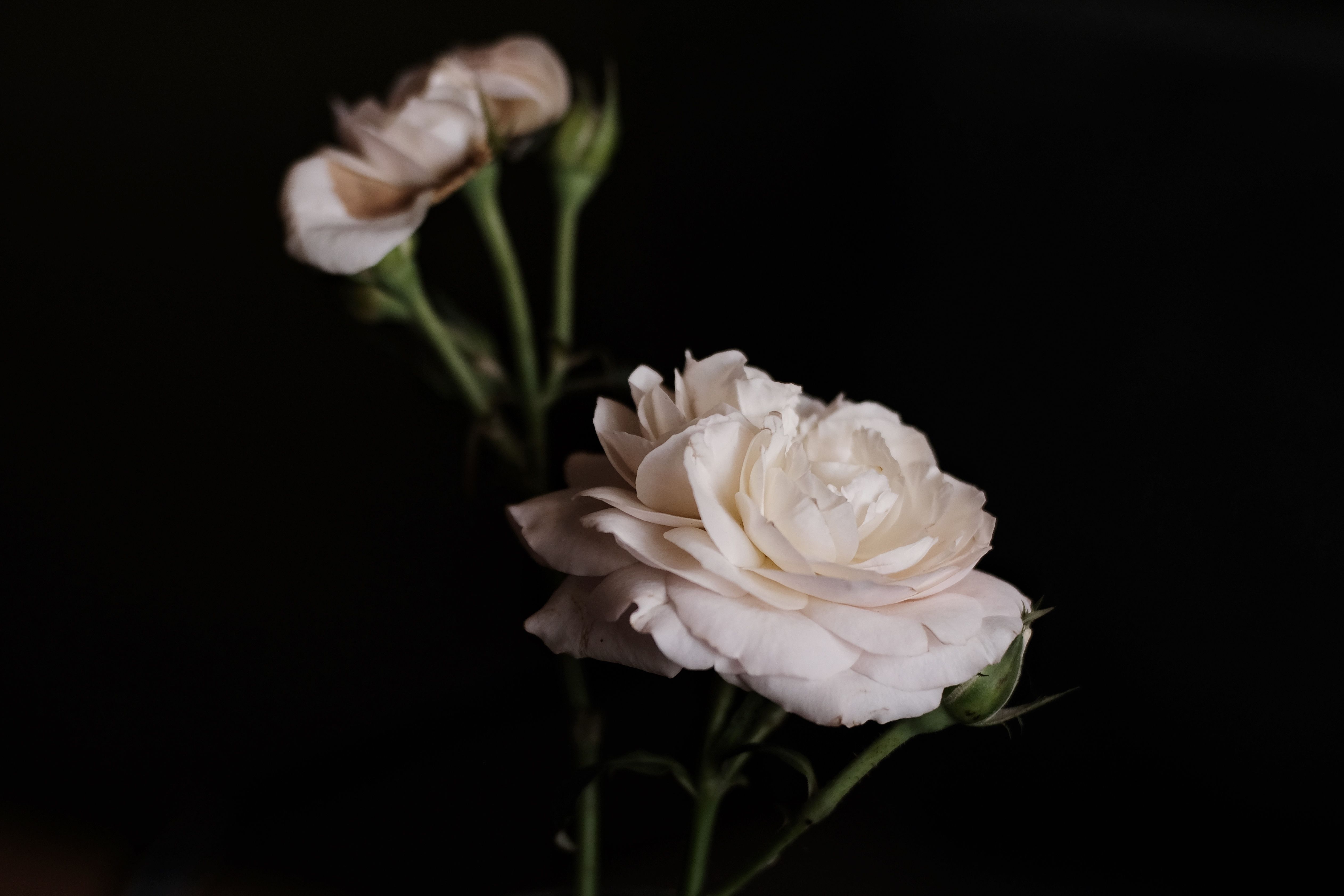 Close-up of a White Rose · Free Stock Photo