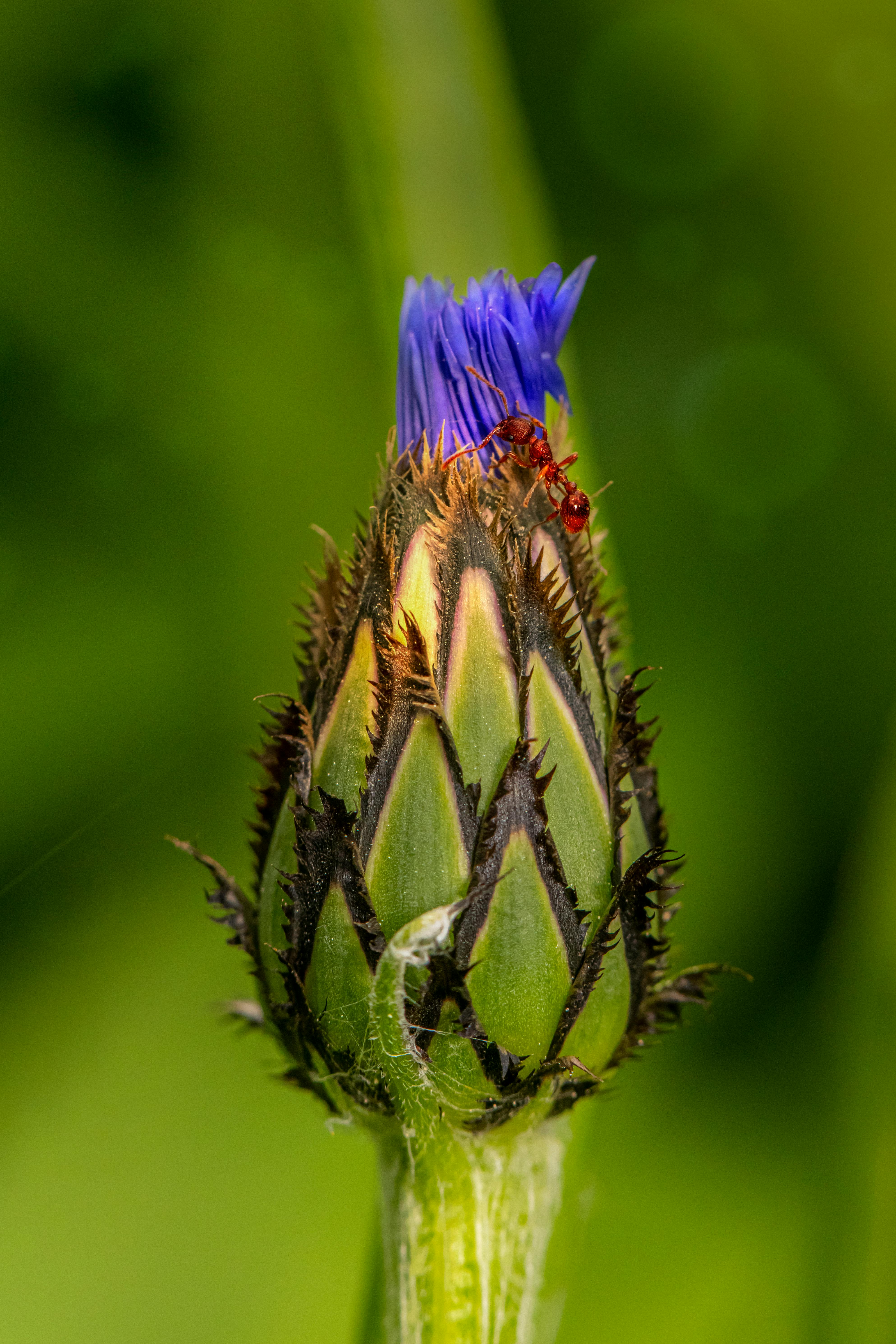Cornflower Bud in Close-Up Photography · Free Stock Photo