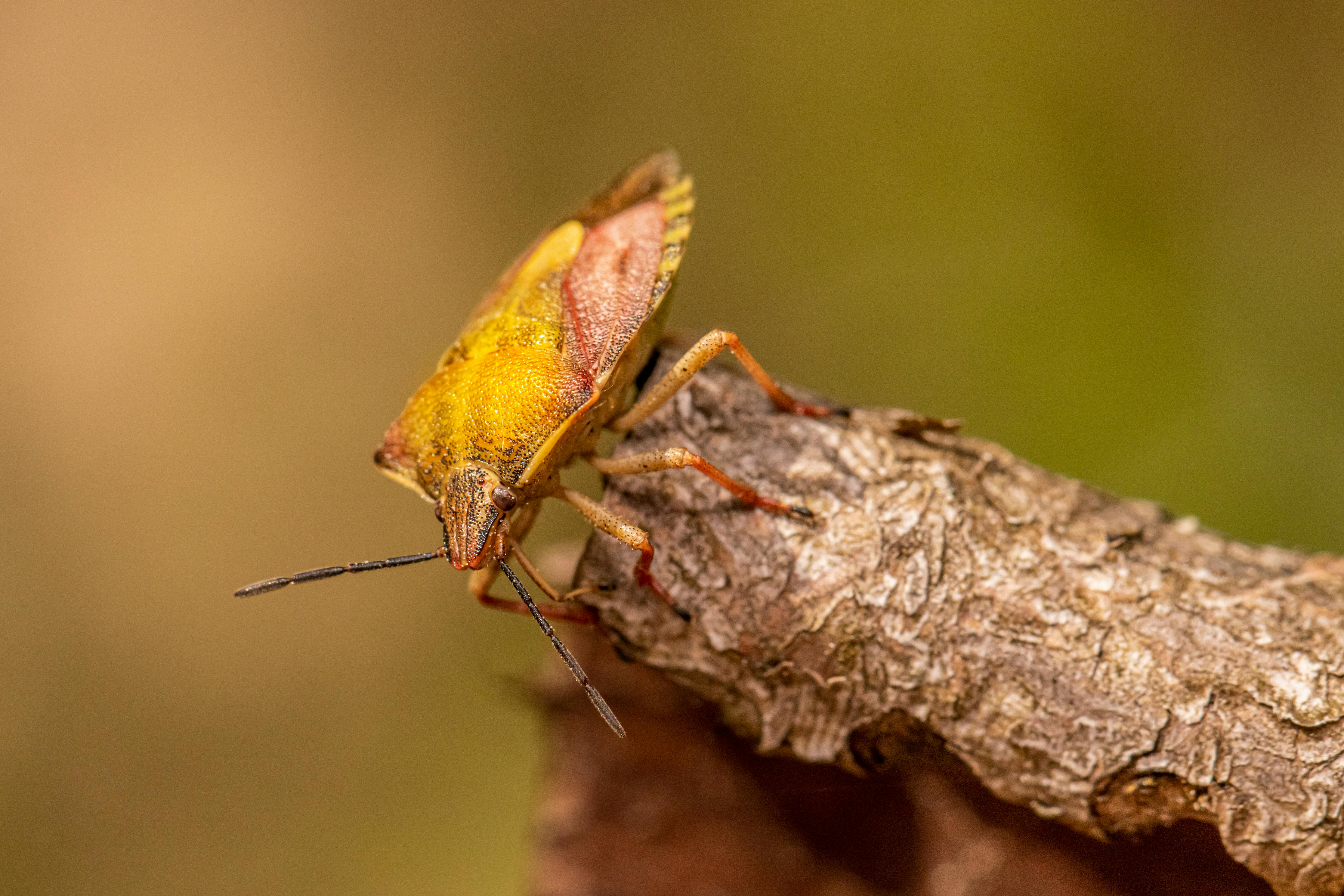 A Shield Bug · Free Stock Photo