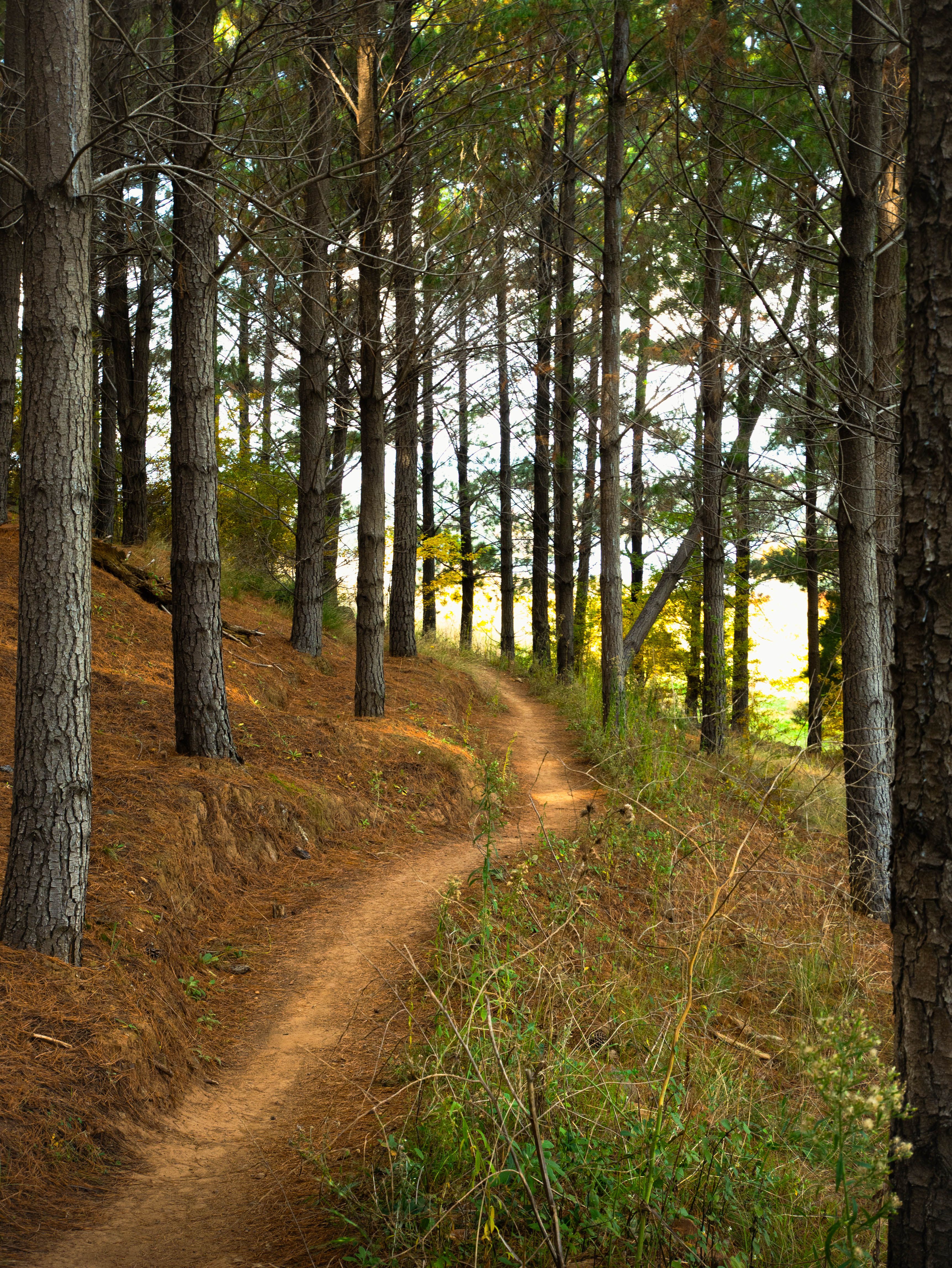 Dirt Pathway in the Woods · Free Stock Photo