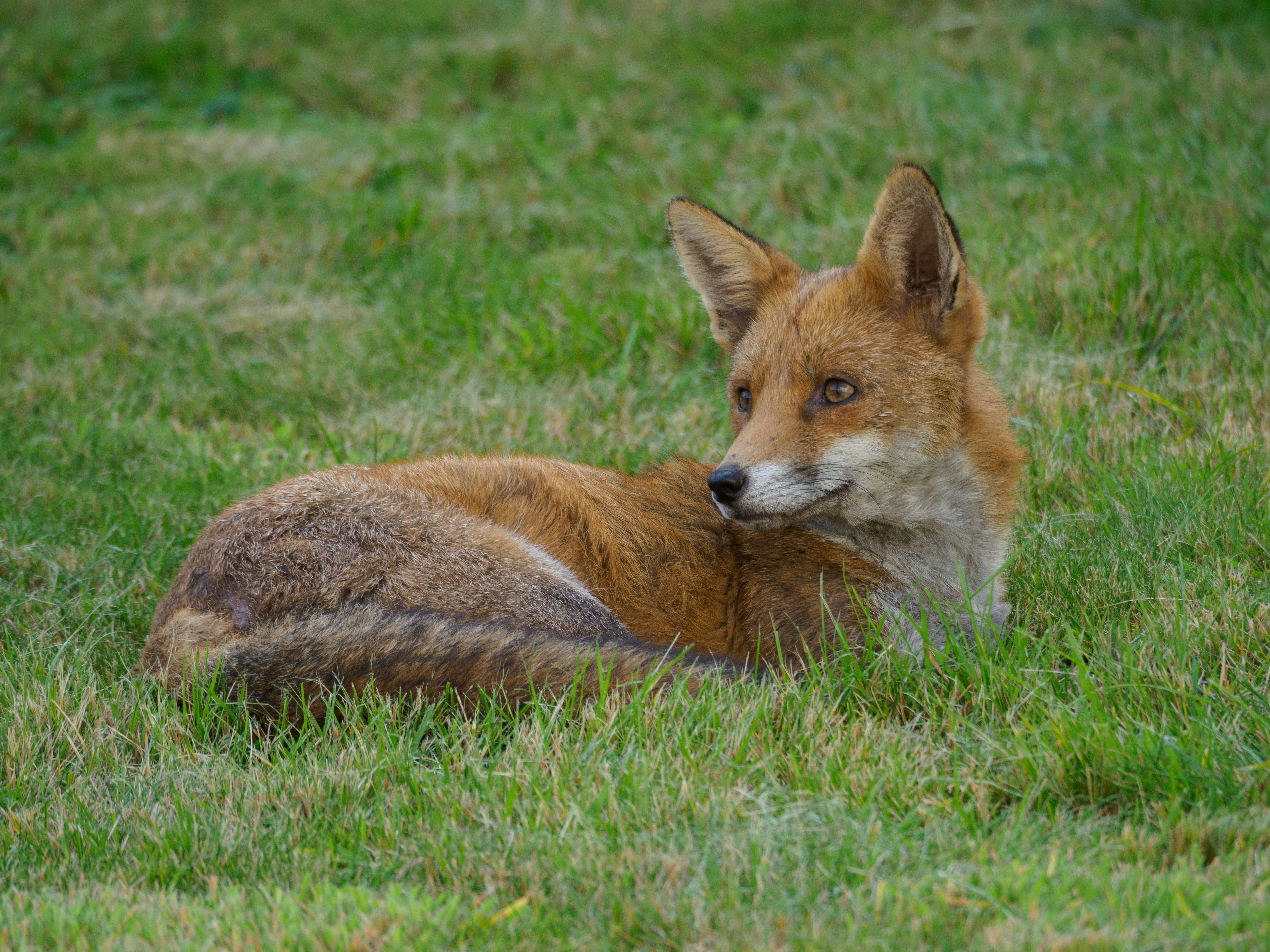 Brown Fox Lying on Green Grass · Free Stock Photo