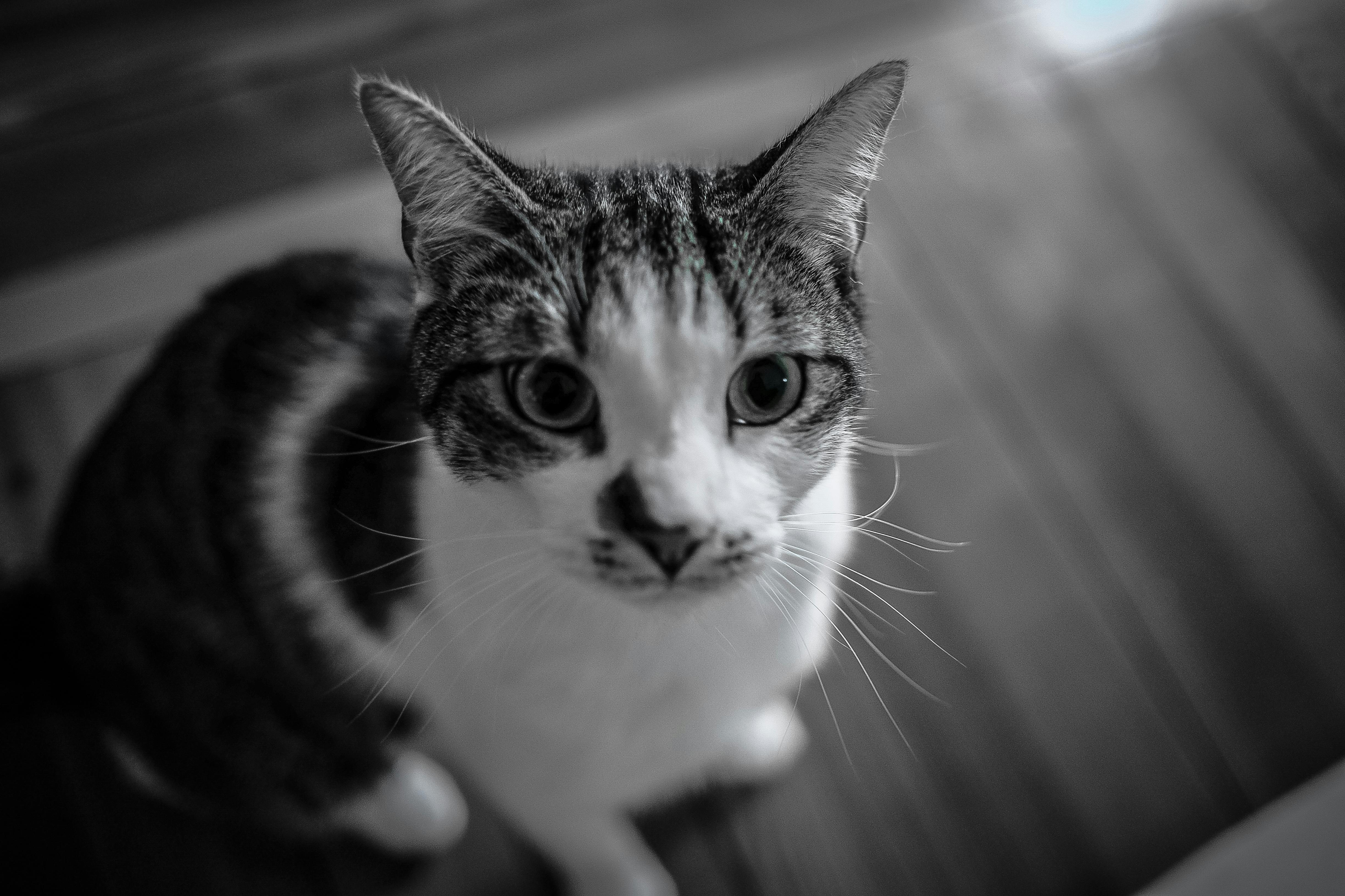Grayscale Photography of Cat · Free Stock Photo