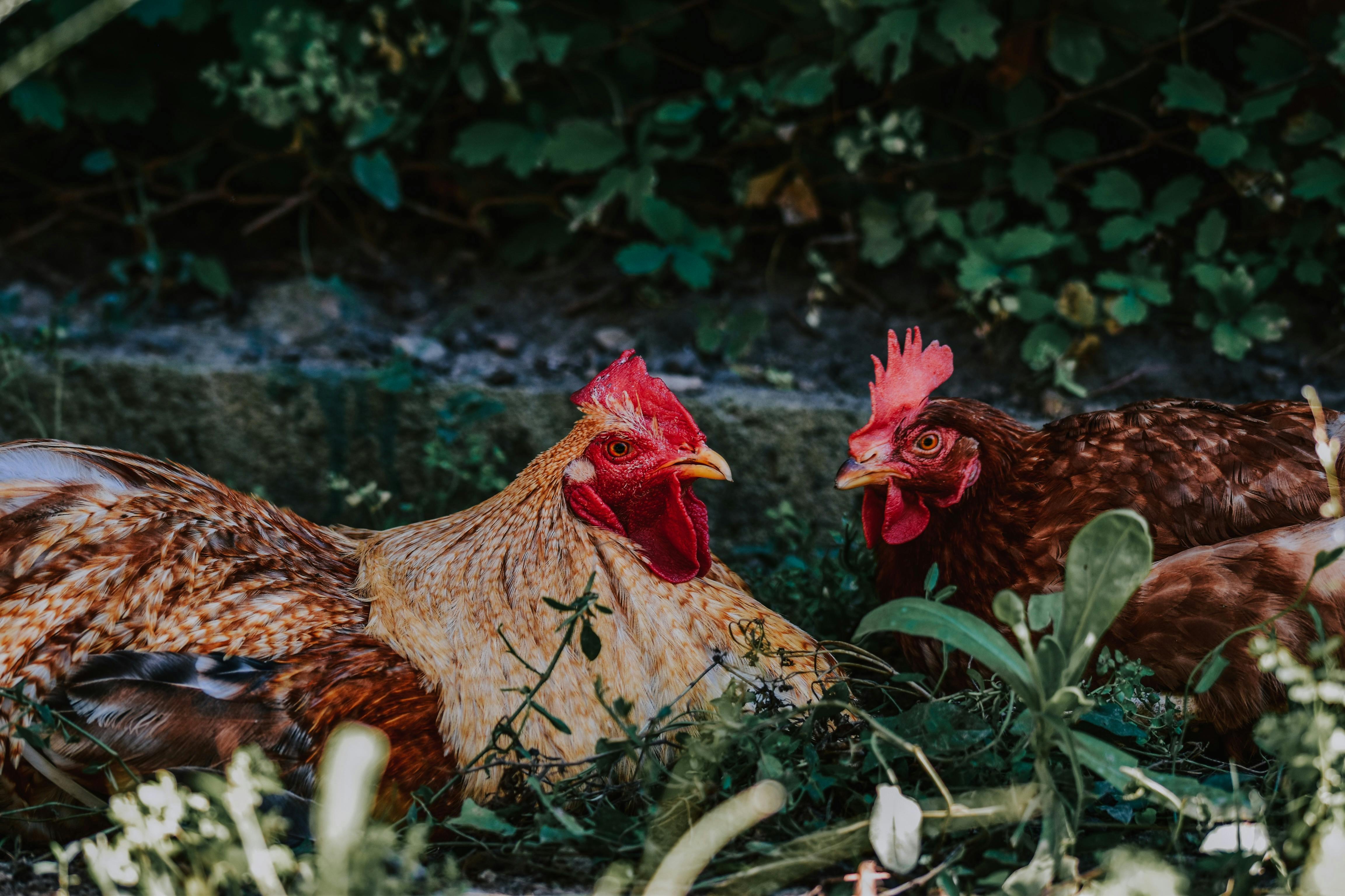 Close-up Photo of Roosters · Free Stock Photo