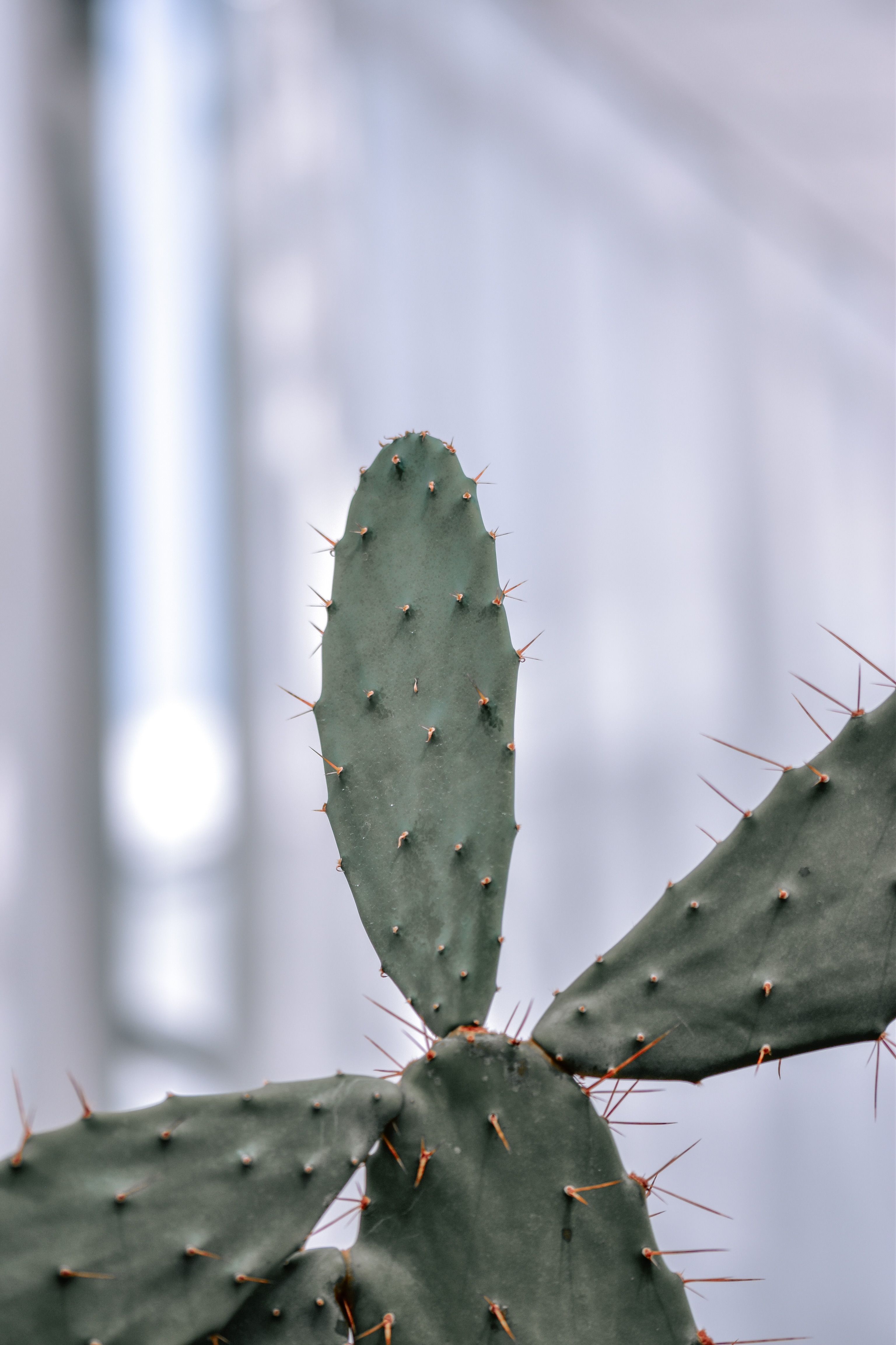 Green Prickly Cacti in Red Pots · Free Stock Photo