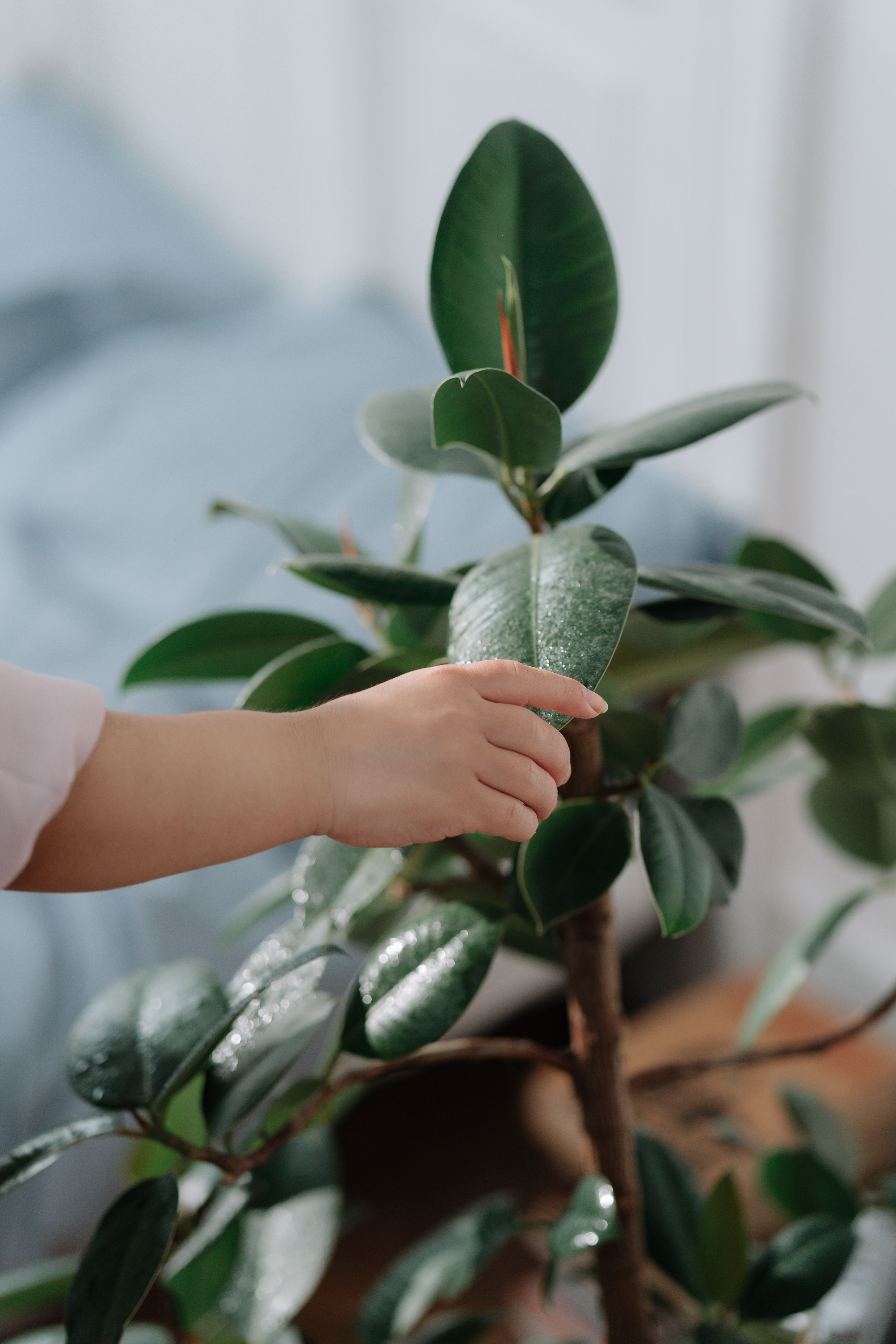 Hand Touching Leaves · Free Stock Photo