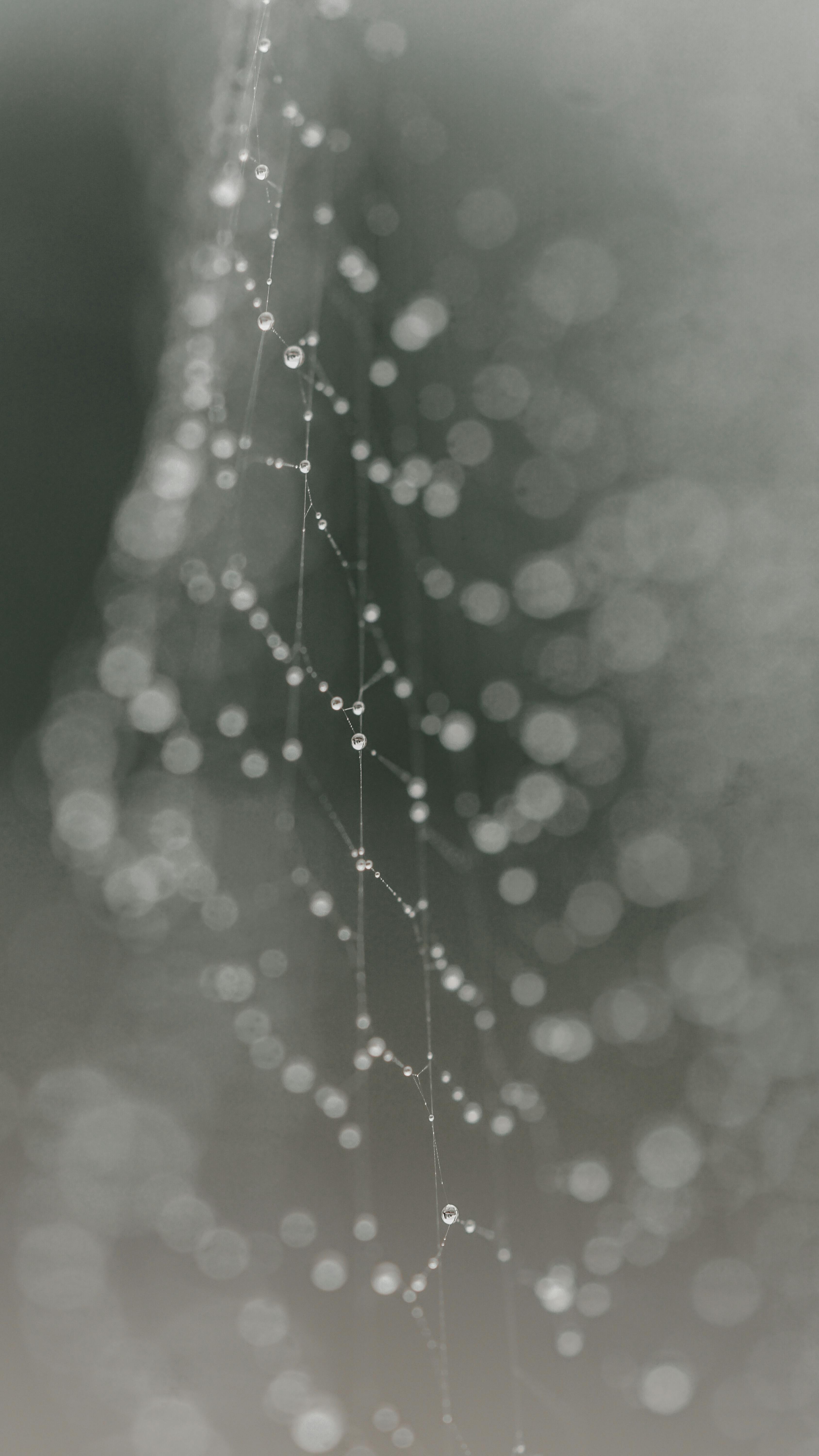 Spider Web on a Plant · Free Stock Photo