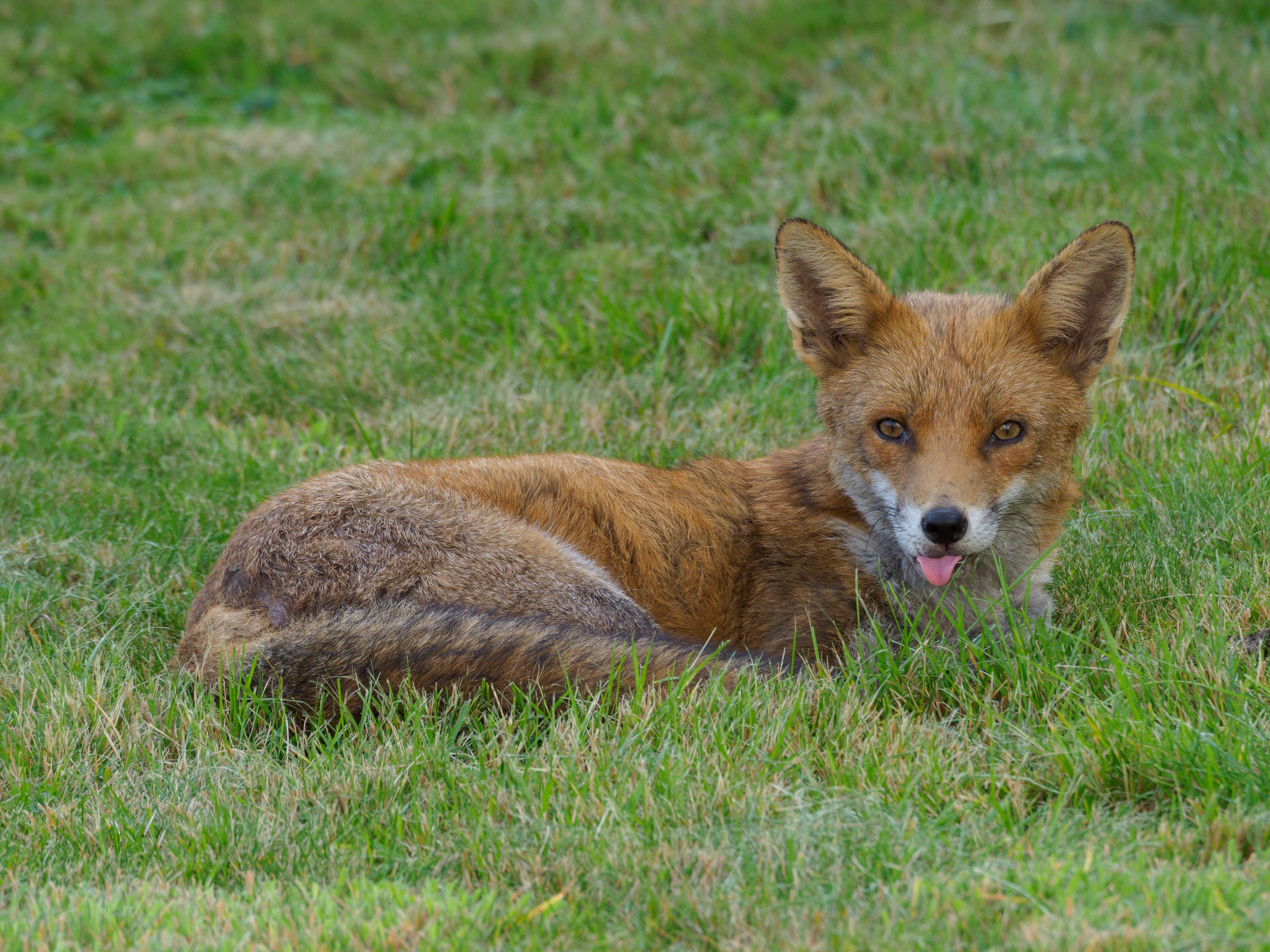 Adult Fox on Grass · Free Stock Photo