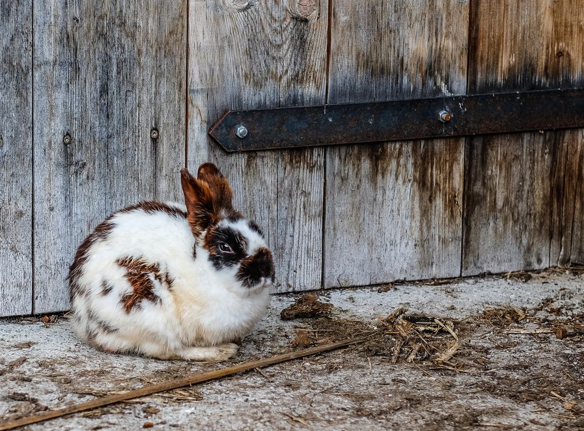 Rabbit Photos, Download The BEST Free Rabbit Stock Photos & HD Images
