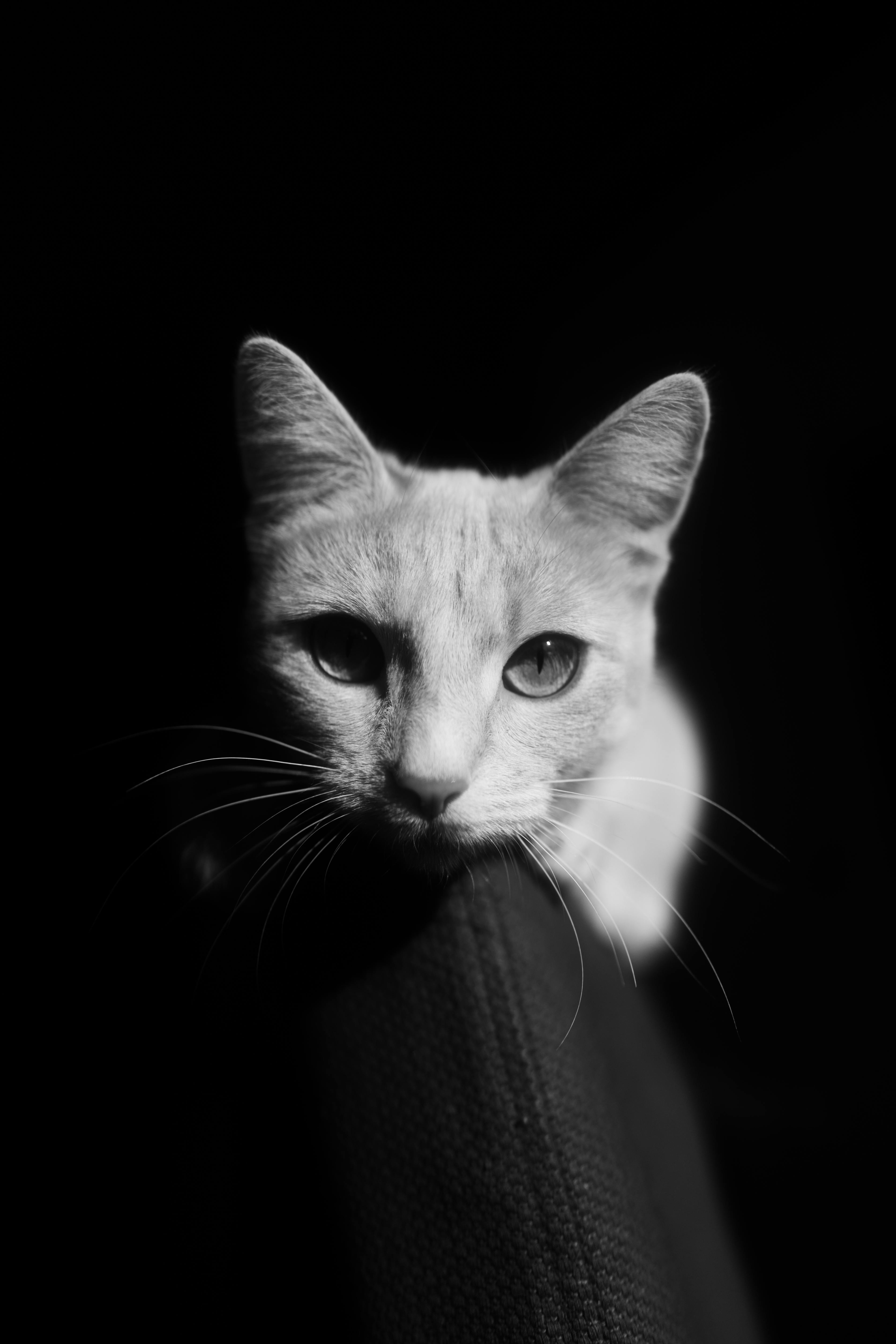 Grayscale Photo of Cats on the Street · Free Stock Photo