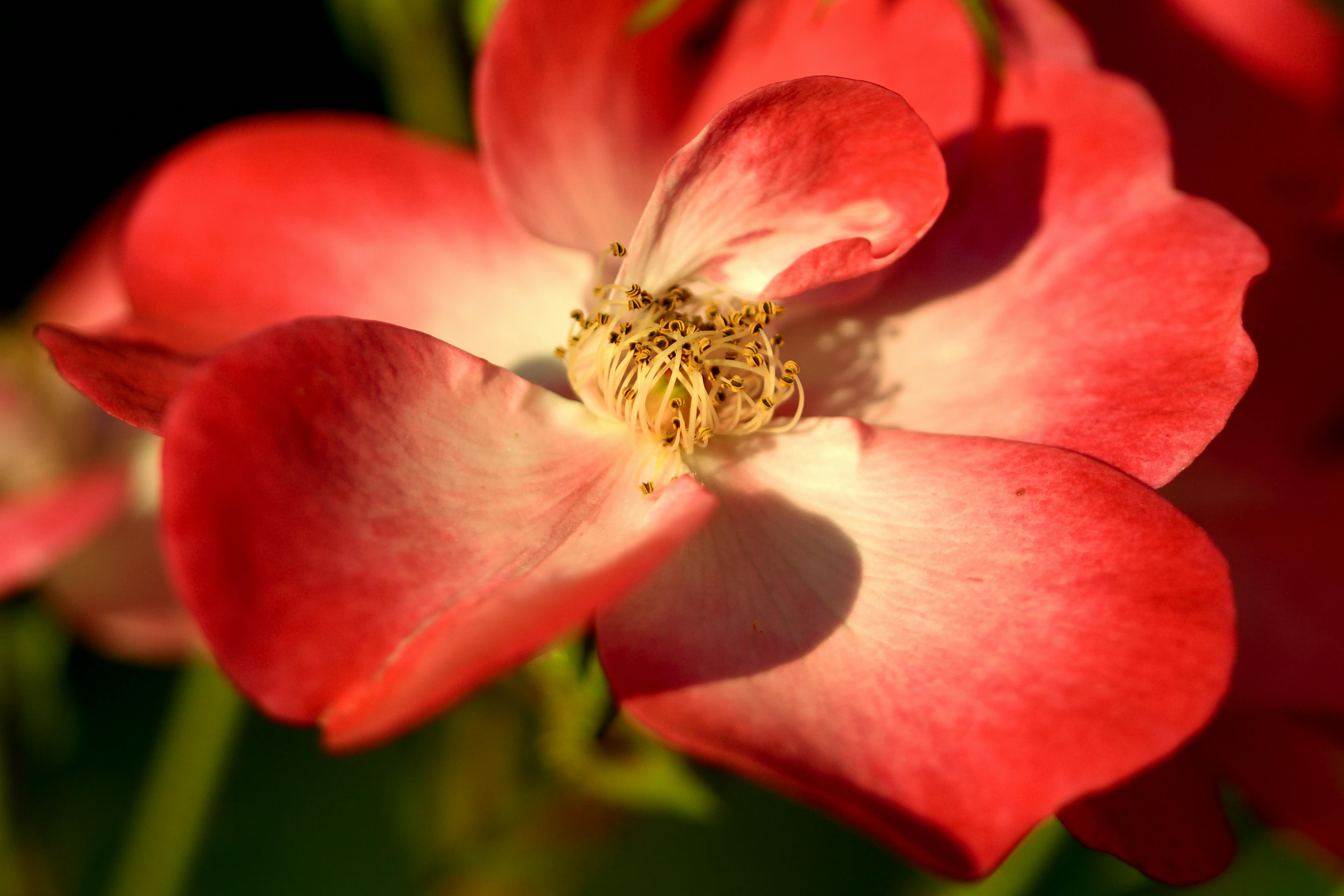Macro Shot of a Red Dog Rose Flower · Free Stock Photo